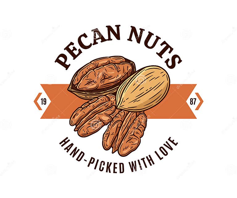 Vector pecan nut logo stock vector. Illustration of pecan - 308836726