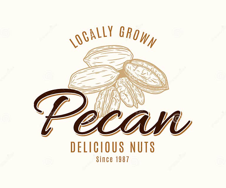 Vector pecan nut logo stock vector. Illustration of sweet - 308836719