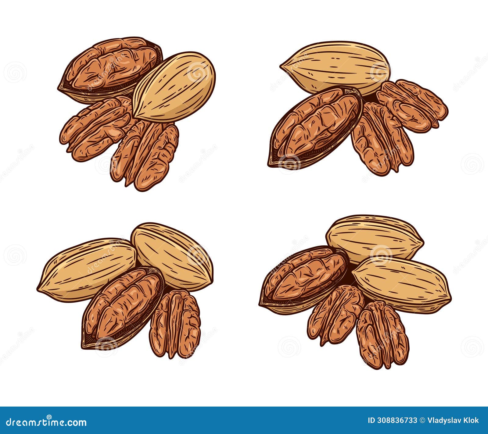 Vector Pecan Nuts Colorful Illustrations Stock Vector - Illustration of ...