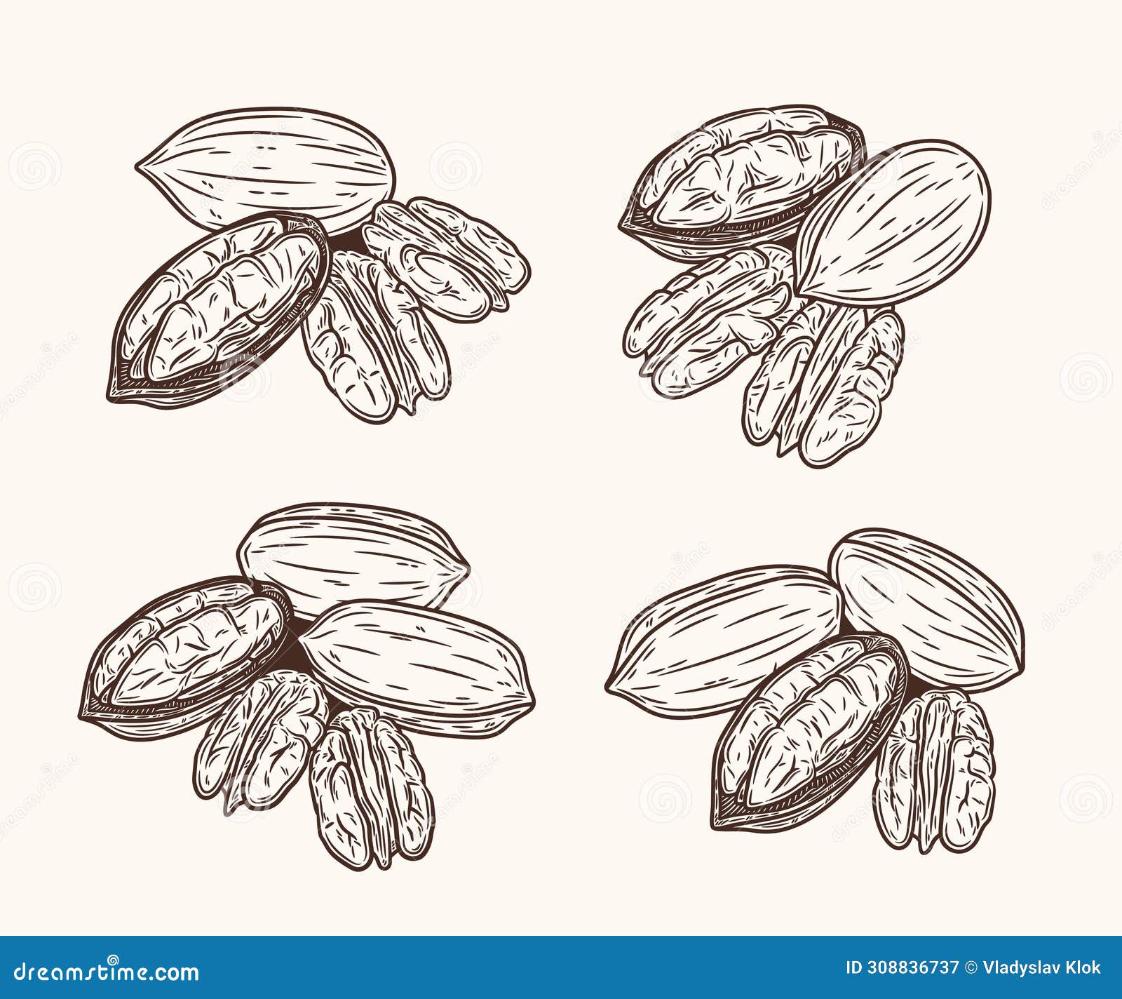 Vector Pecan Nuts Illustrations Stock Vector - Illustration of ...