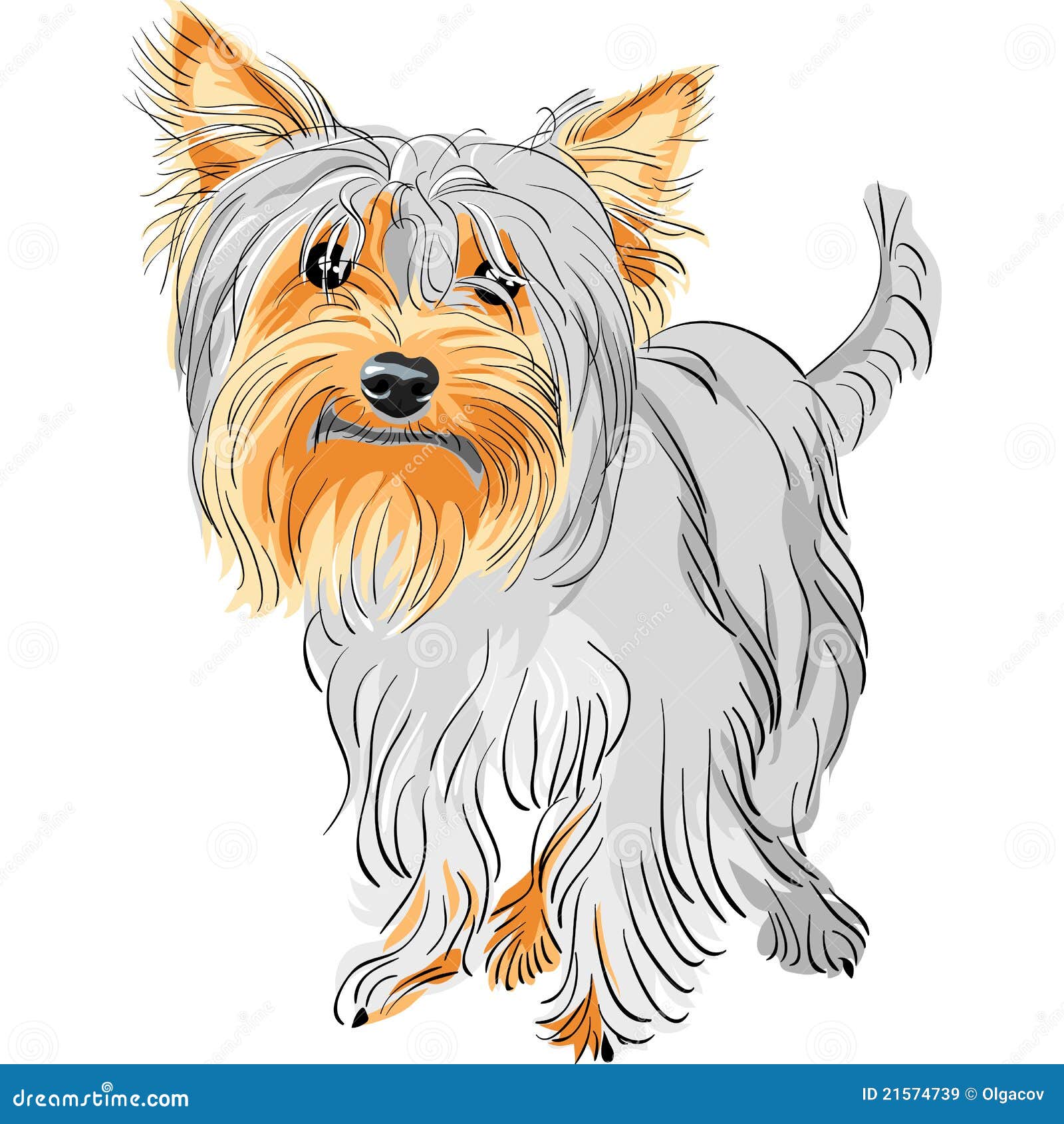 Vector Pedigreed Dog Yorkshire Terrier Stock Vector - Illustration of ...