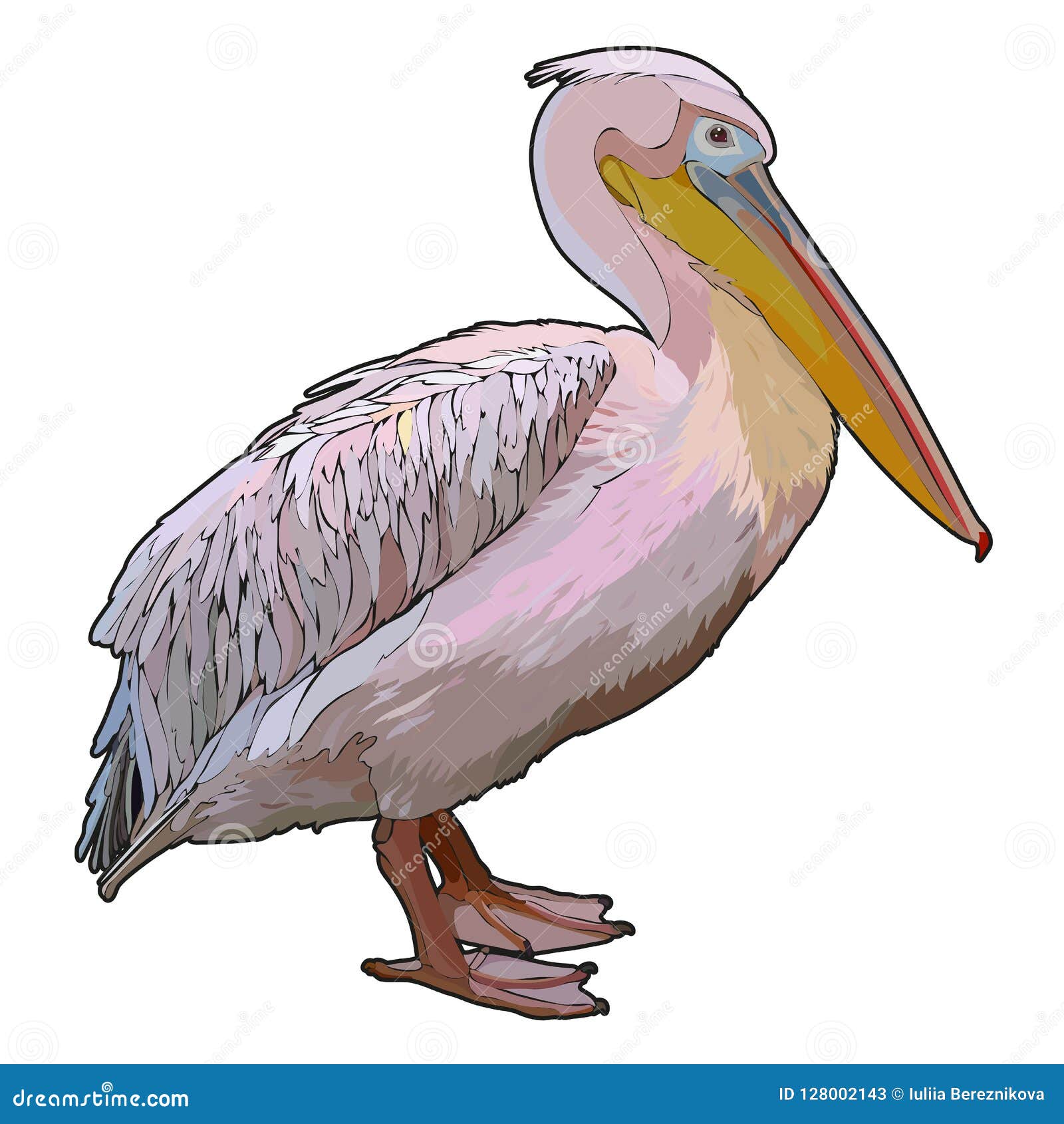 Vector rose pelican stock vector. Illustration of travel - 128002143