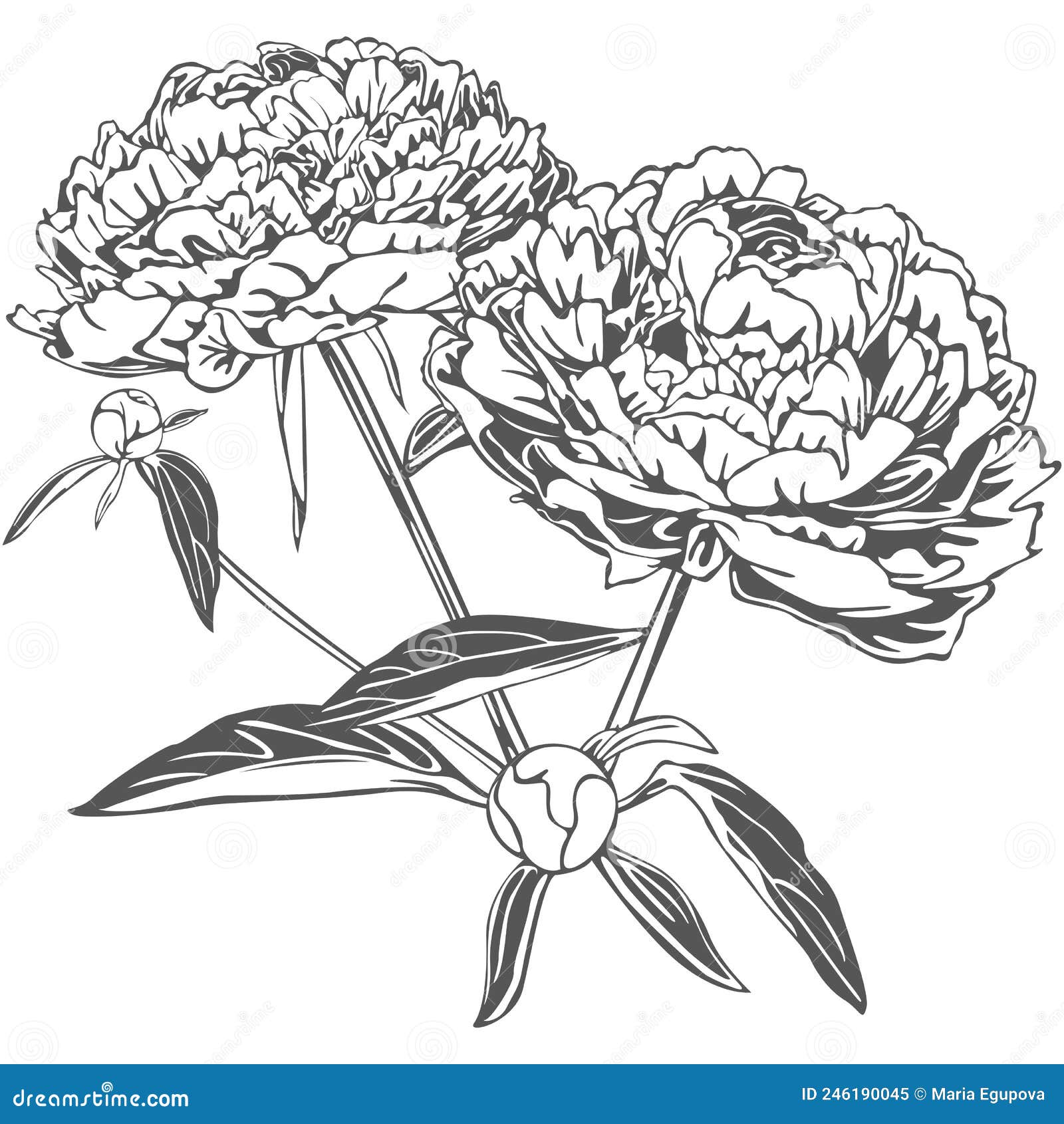 Vector of Peonies stock vector. Illustration of peony - 246190045