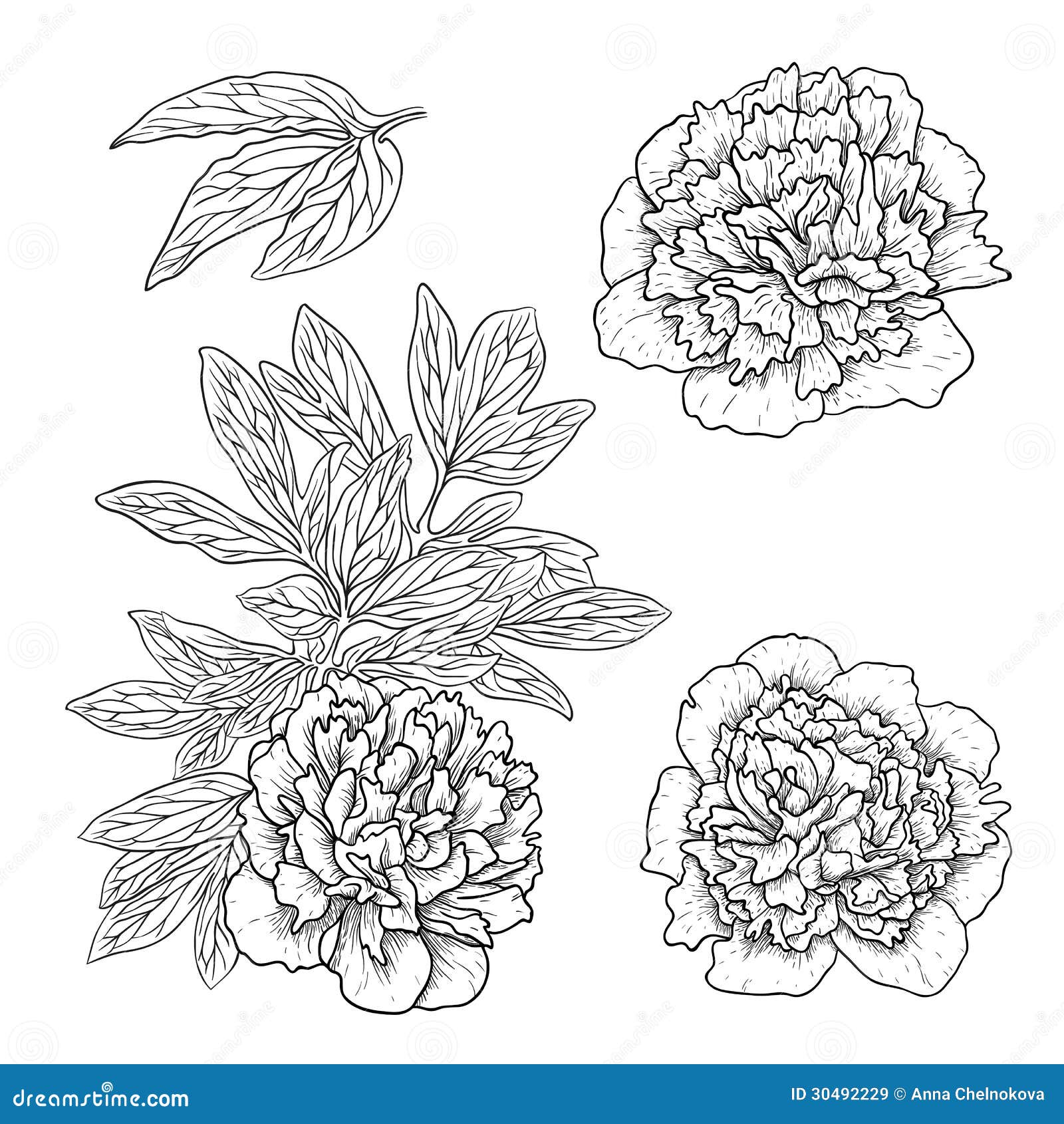 Vector peonies. stock vector. Illustration of design - 30492229