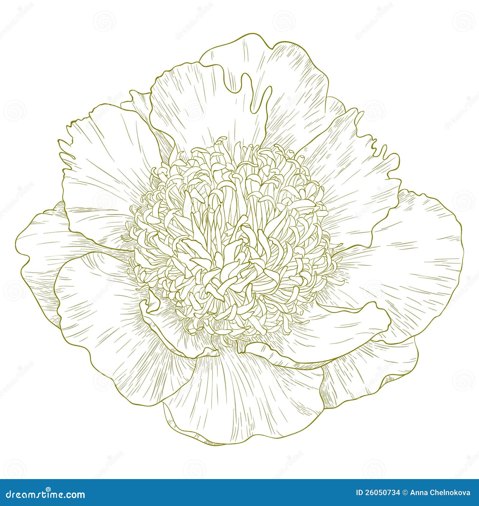 Vector peony flower. stock vector. Illustration of petal - 26050734