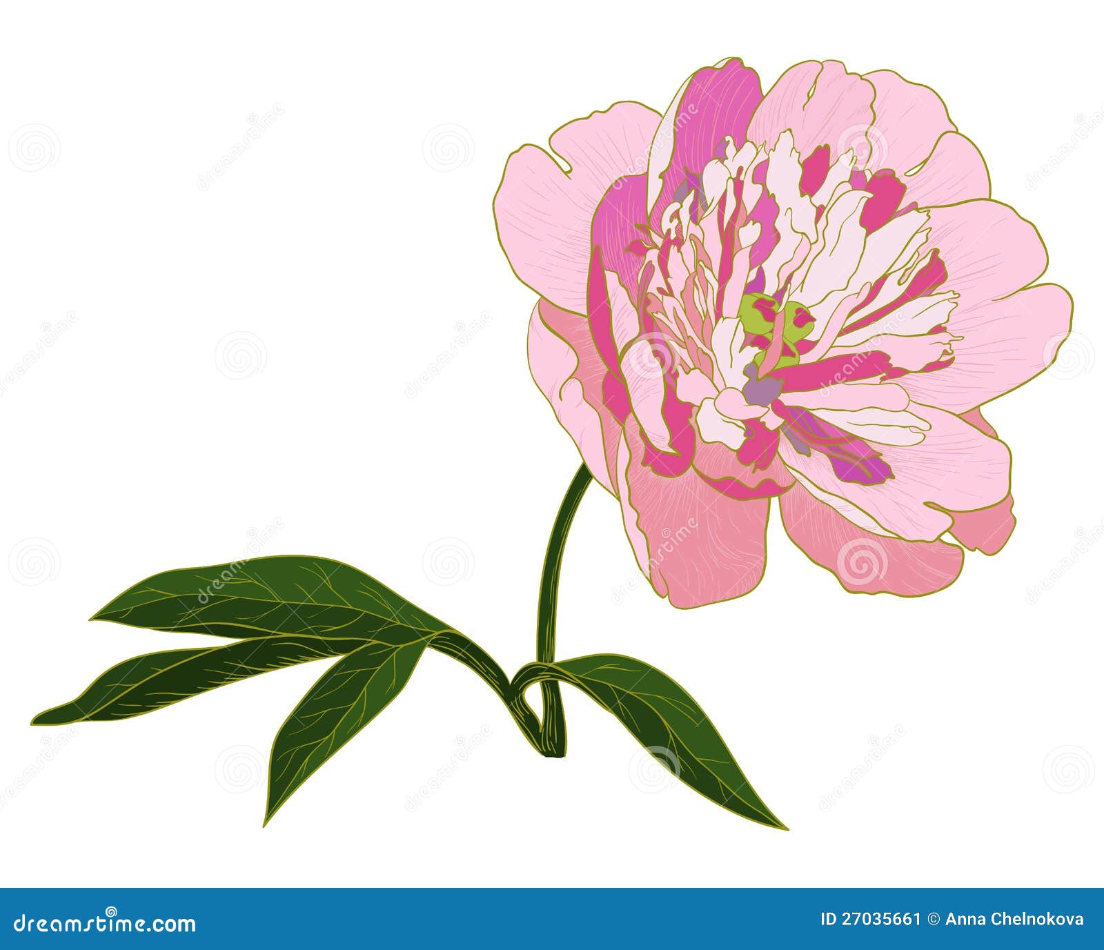 Vector peony flower. stock vector. Illustration of curve - 27035661