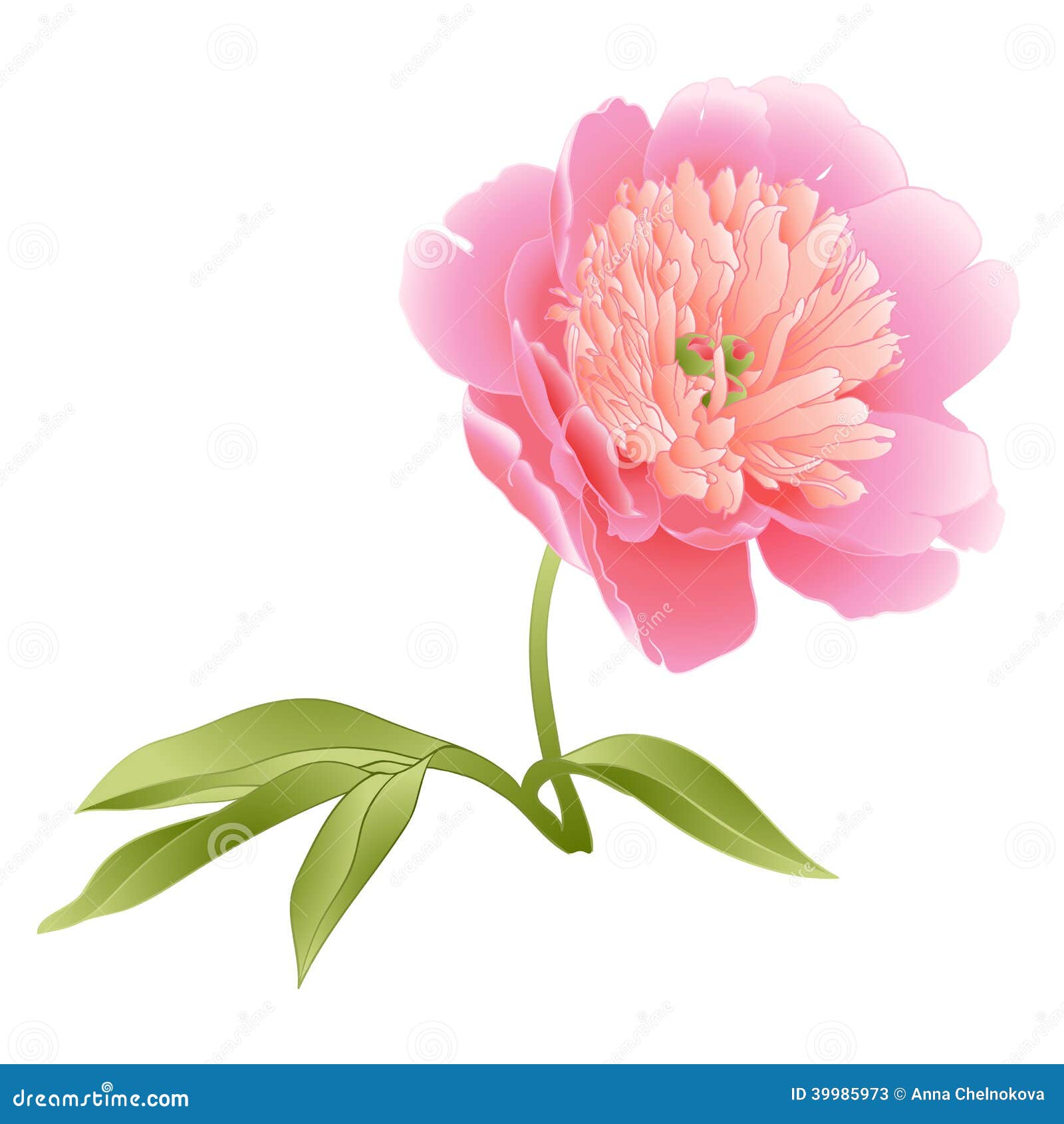 Vector peony. stock vector. Illustration of garden, fantasy - 39985973