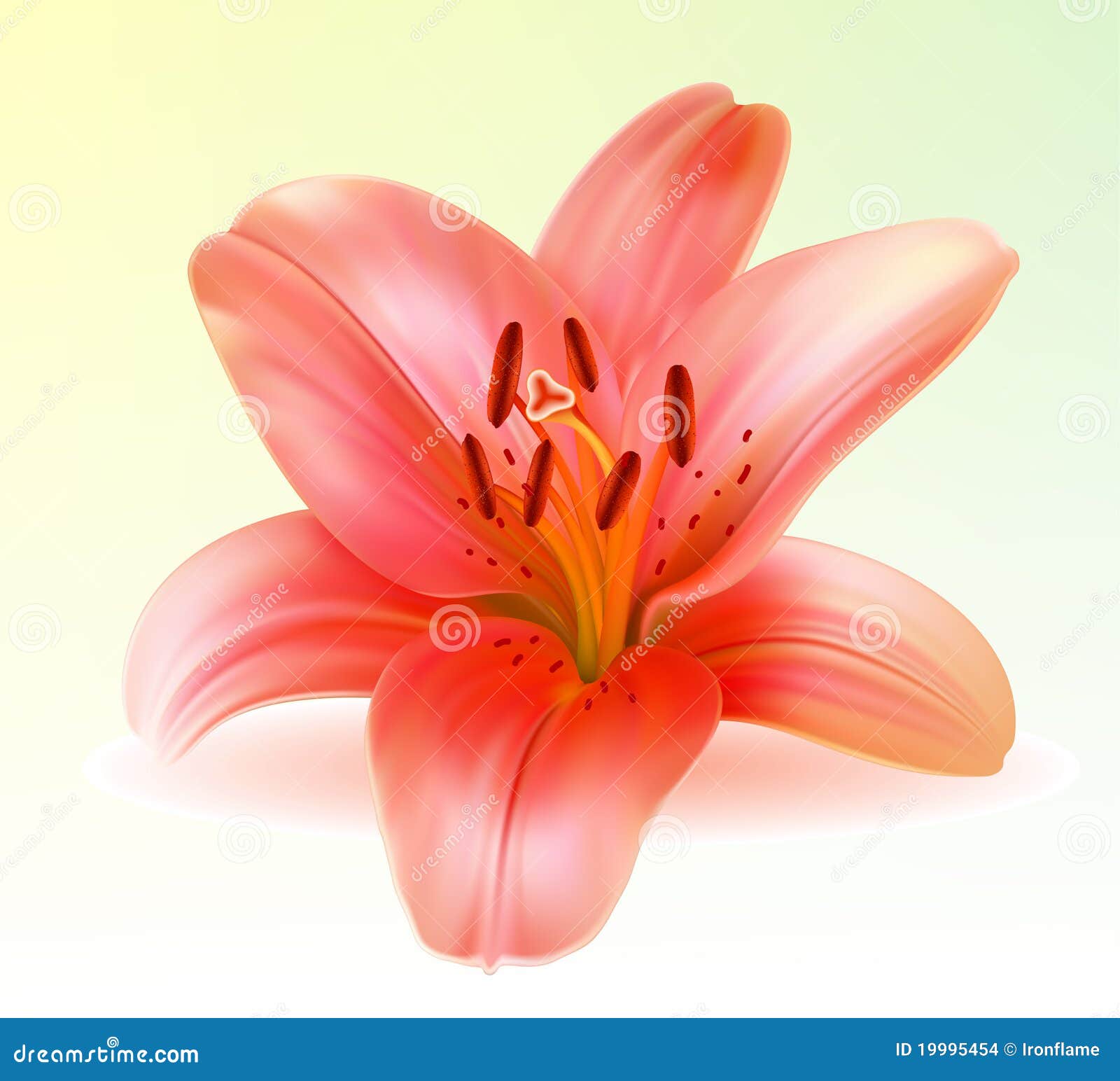 Vector Photo-realistic Pink Lily Stock Vector - Illustration of fresh ...