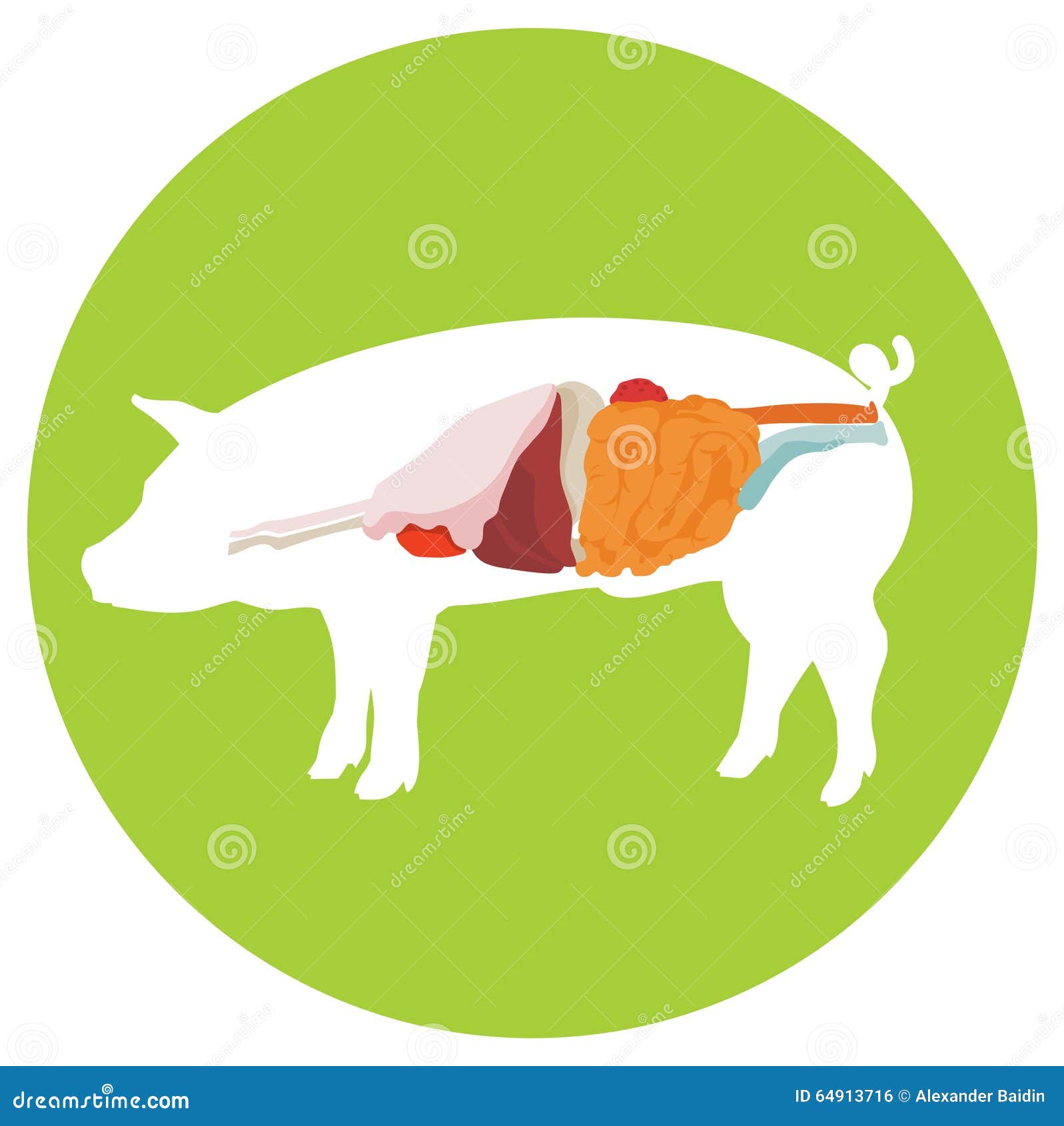 Vector Pig Anatomy. Digestive System. Stock Illustration - Image: 64913716