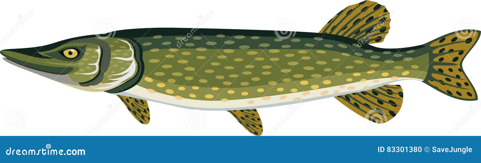 Vector Pike Fish Illustration on White Stock Vector - Illustration of ...