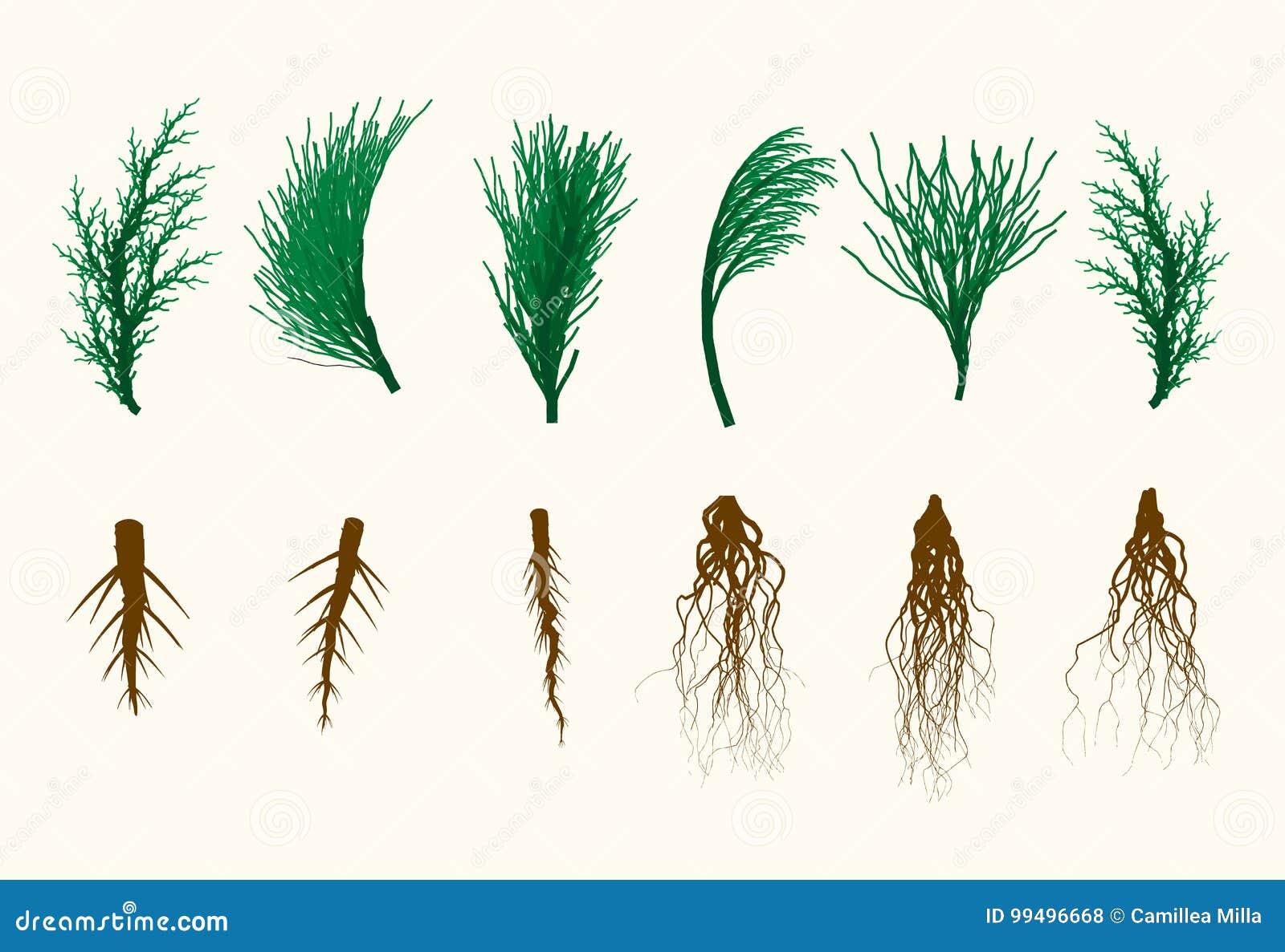 Vector Pine Tree Branches and Roots Set Illustration Stock Vector ...