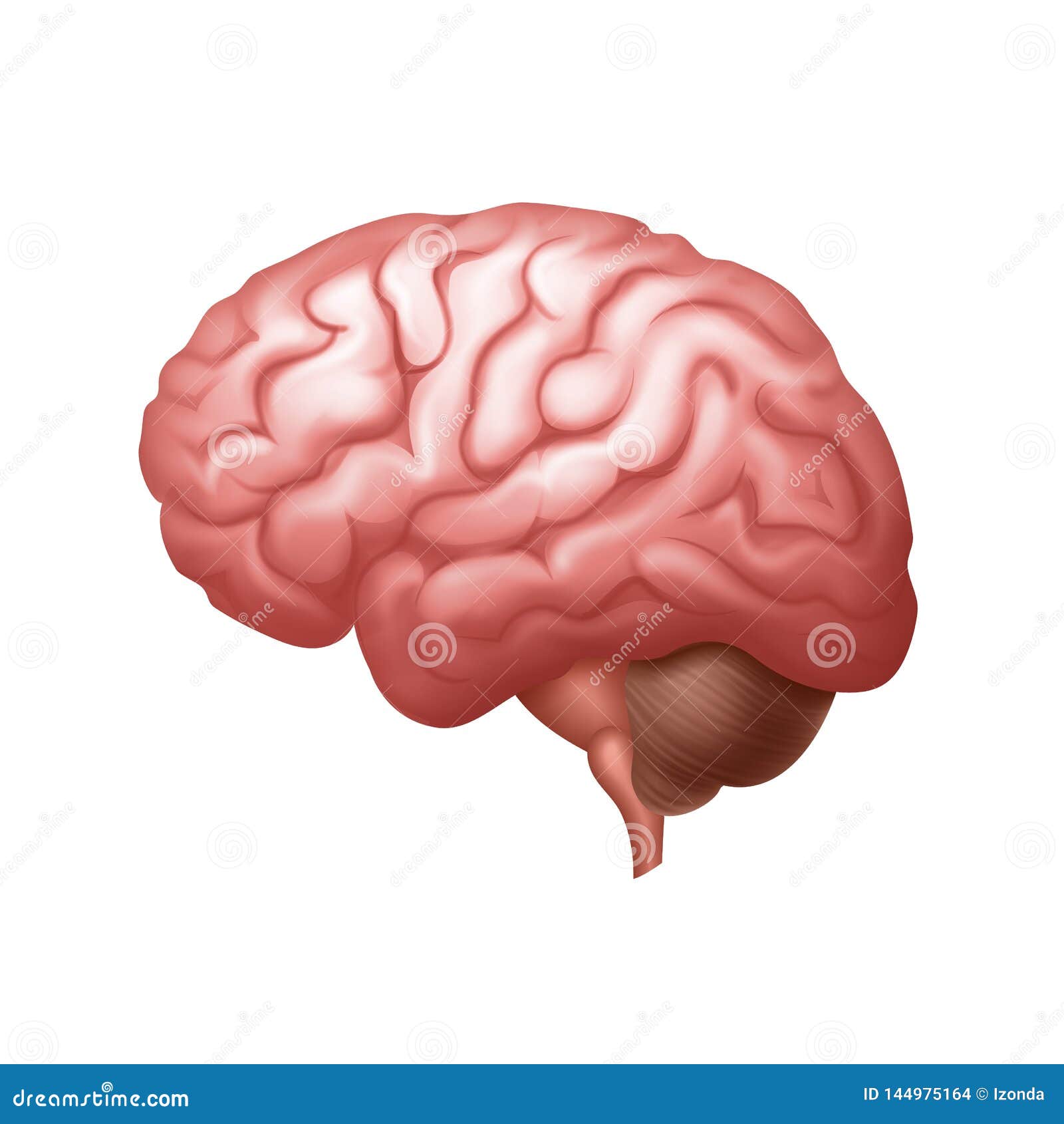 Vector Pink Human Brain Side View Close Up Isolated on Background Stock ... Vector Pink Human Brain Side View Close Up Isolated on Background Stock ...