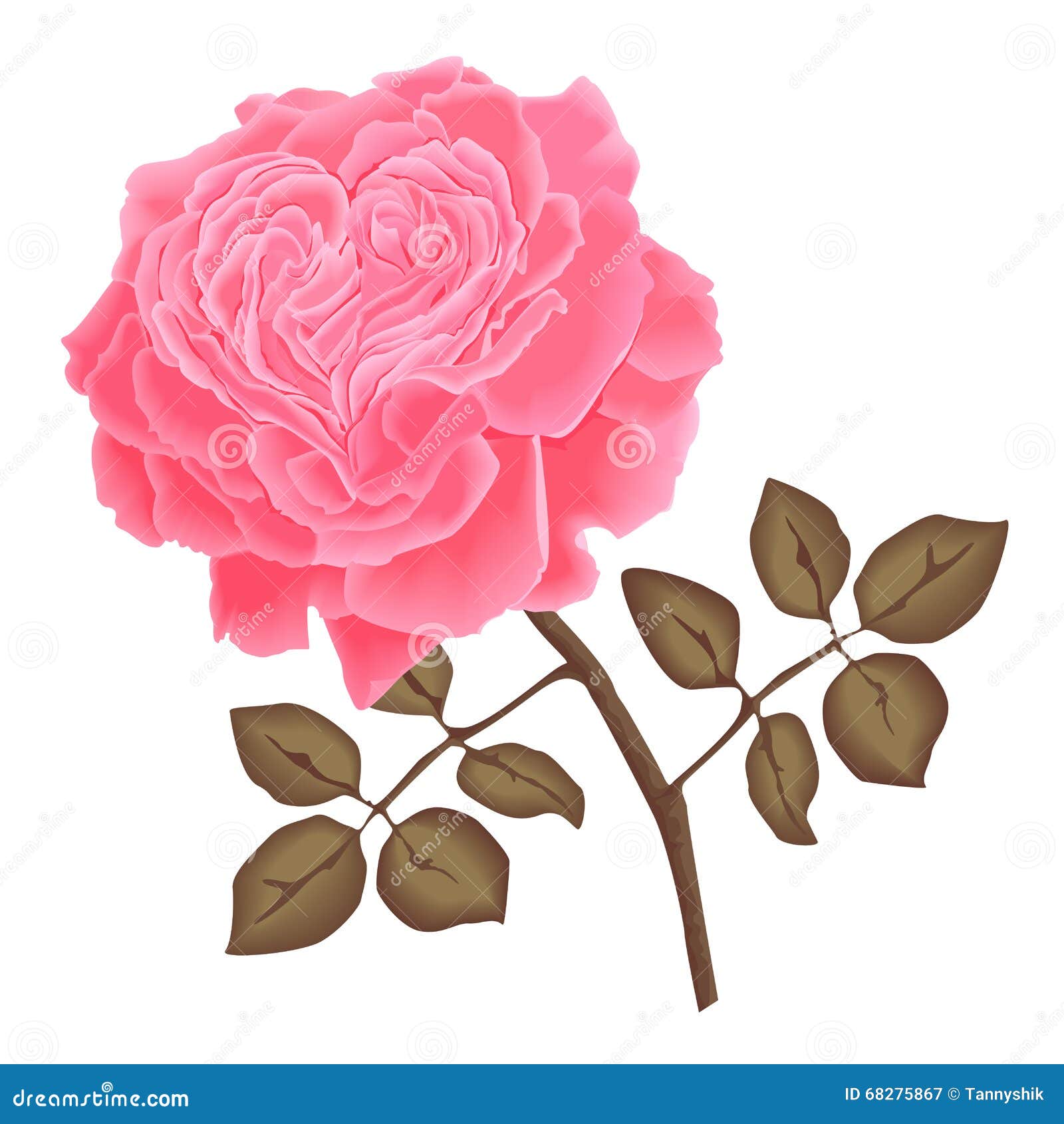 Vector pink rose stock illustration. Illustration of bloom - 68275867