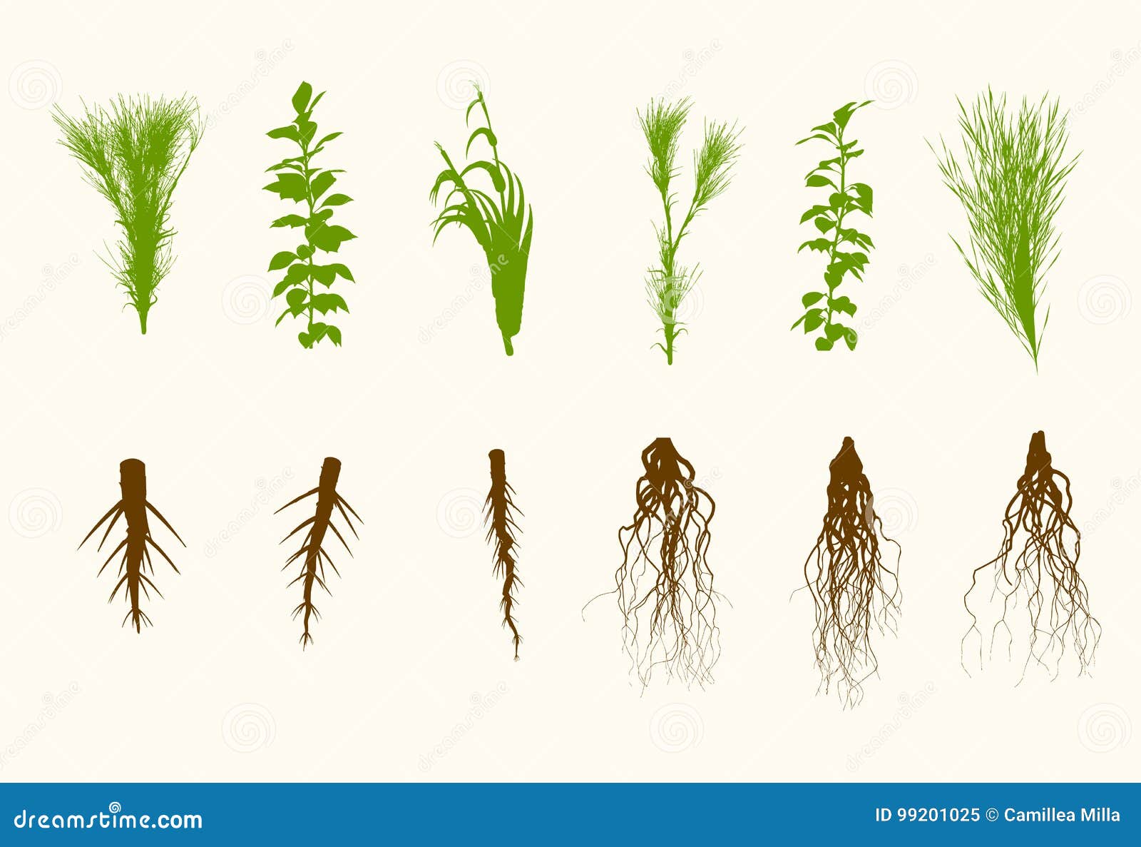 Vector Plants and Roots Set Illustration Stock Vector - Illustration of ...
