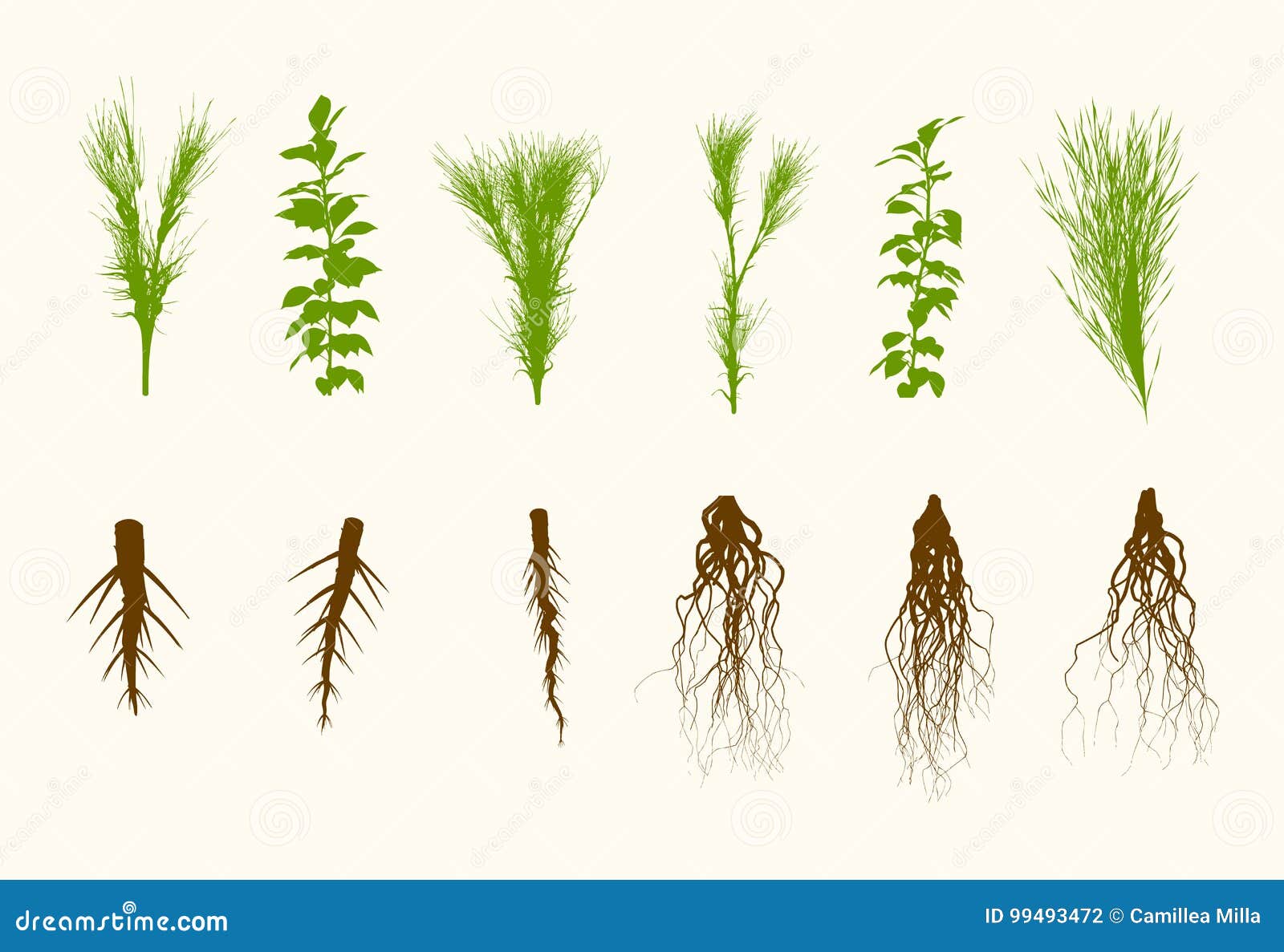 Vector Plants and Roots Set Illustration Stock Vector - Illustration of ...