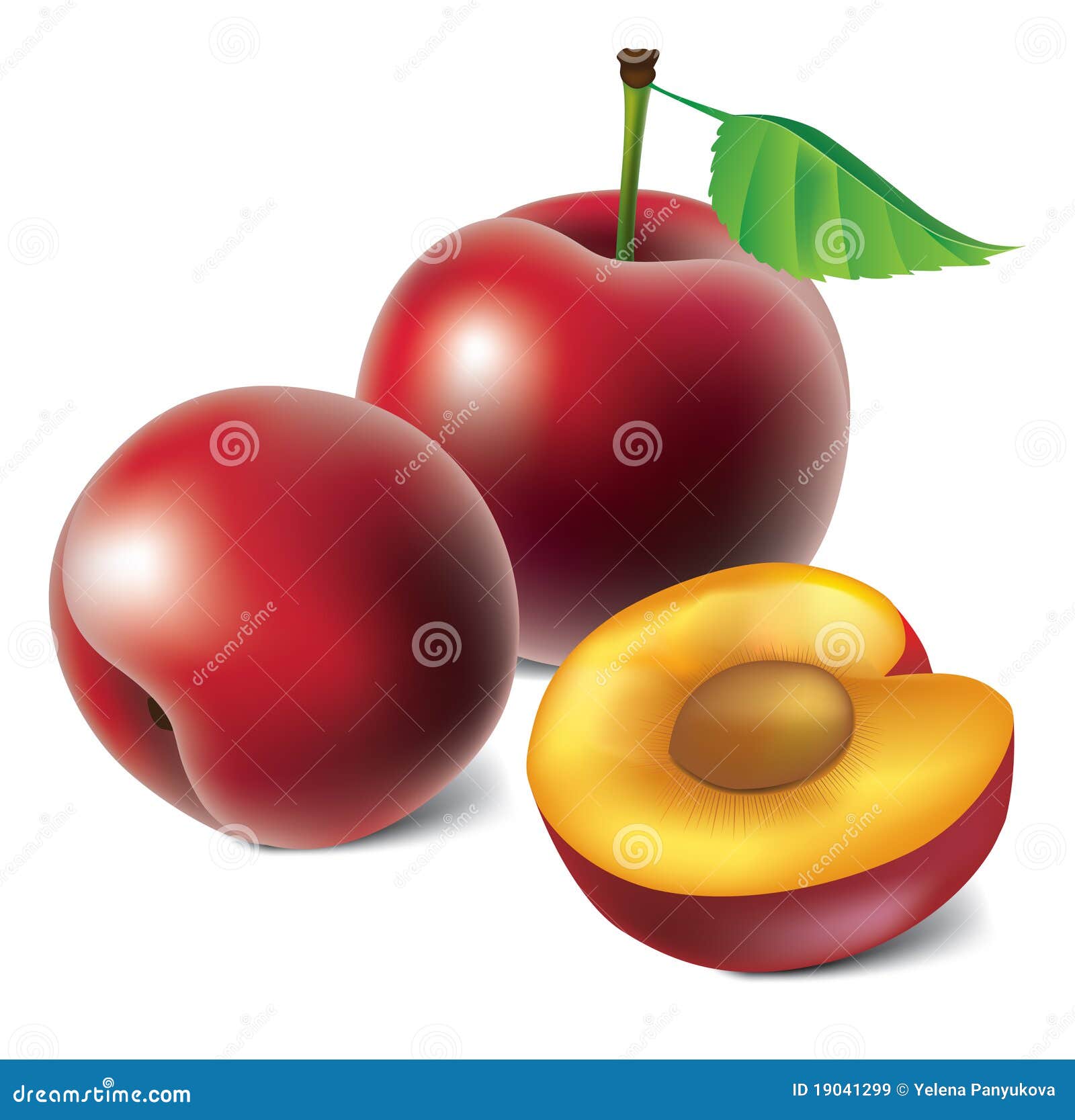 Vector plums stock vector. Illustration of organic, closeup - 19041299
