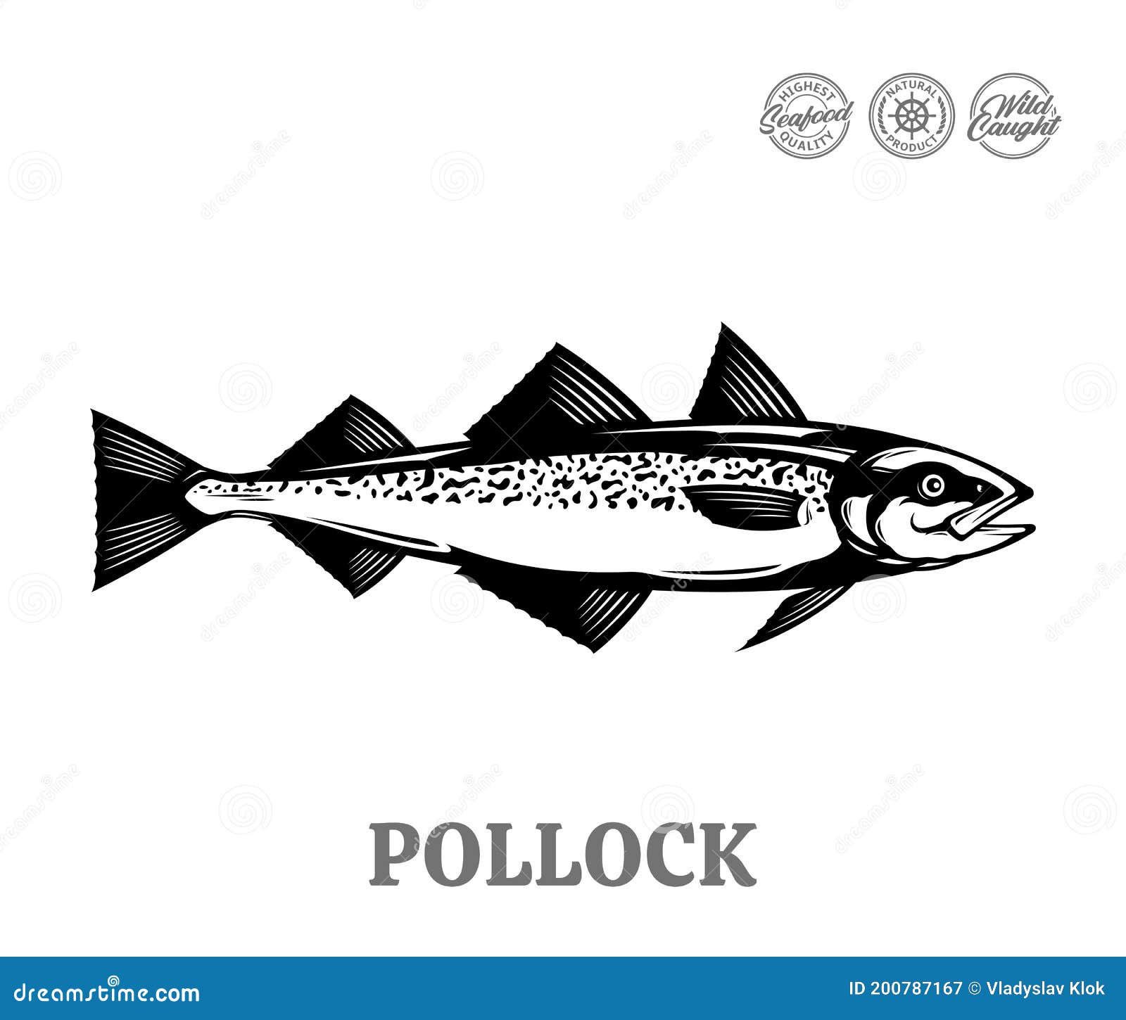 Pollock Fish Side View. Vector Sketch | CartoonDealer.com #116648291
