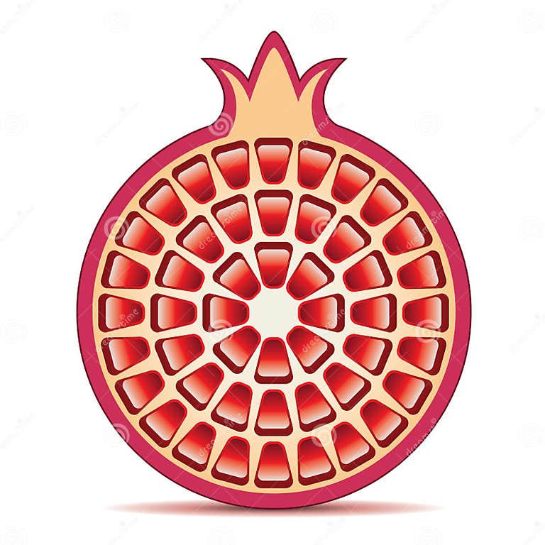 Vector pomegranate stock vector. Illustration of natural - 25045617