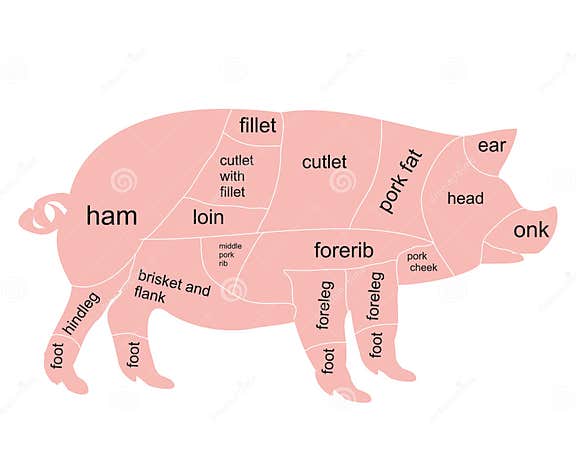 Vector pork chart stock vector. Illustration of british - 29573314