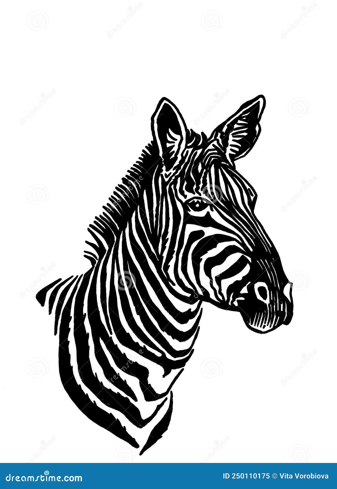 Vector Portrait of Zebra Looking Right Isolated on White, Graphical ...