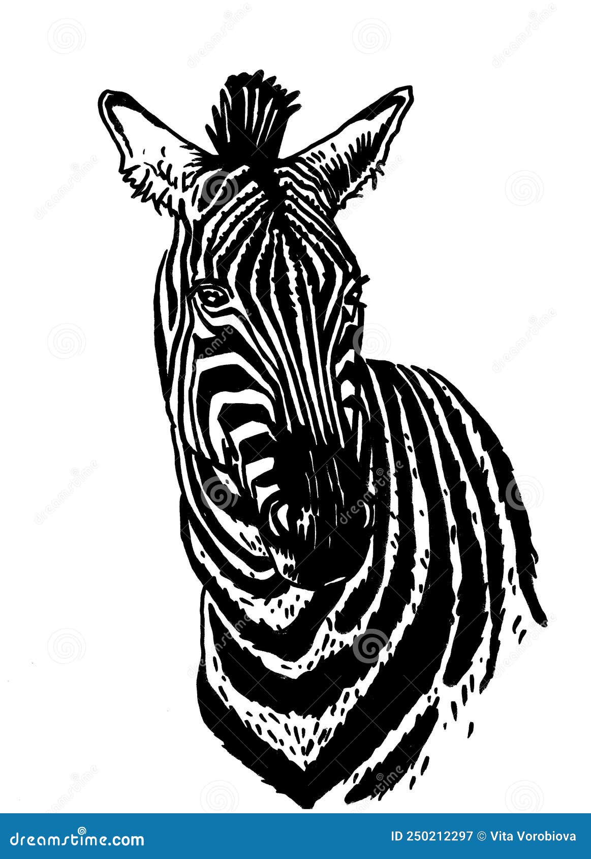 Vector Portrait of Zebra Looking Right Isolated on White, Graphical ...