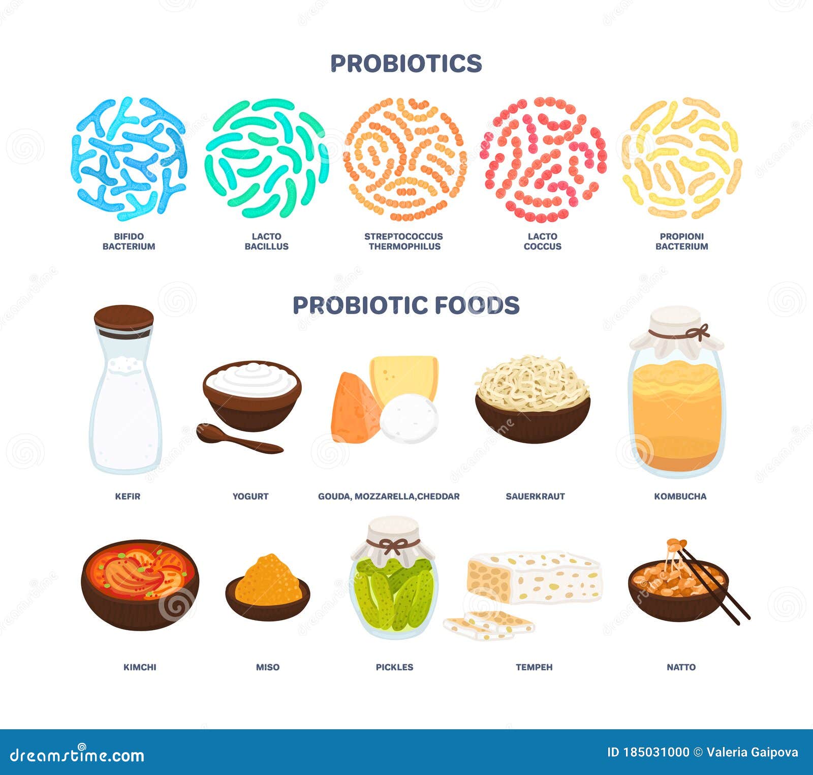 Vector Probiotic Foods Best Sources Of Probiotics Beneficial Bacteria