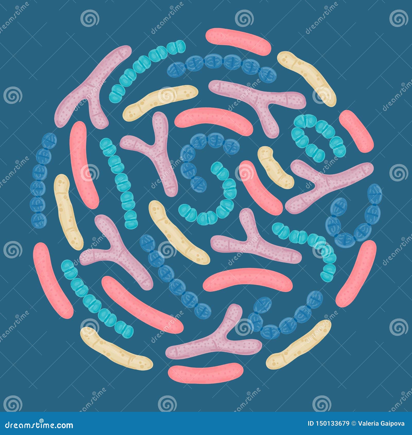 Vector Probiotics in Circular Shape. Bifidobacterium, Lactobacillus ...