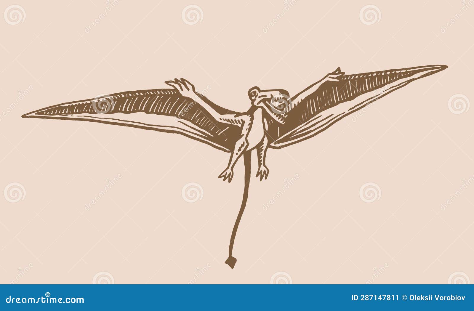 Vector Pterodactyl,graphical Vintage Illustration of Flying Dinosaur ...