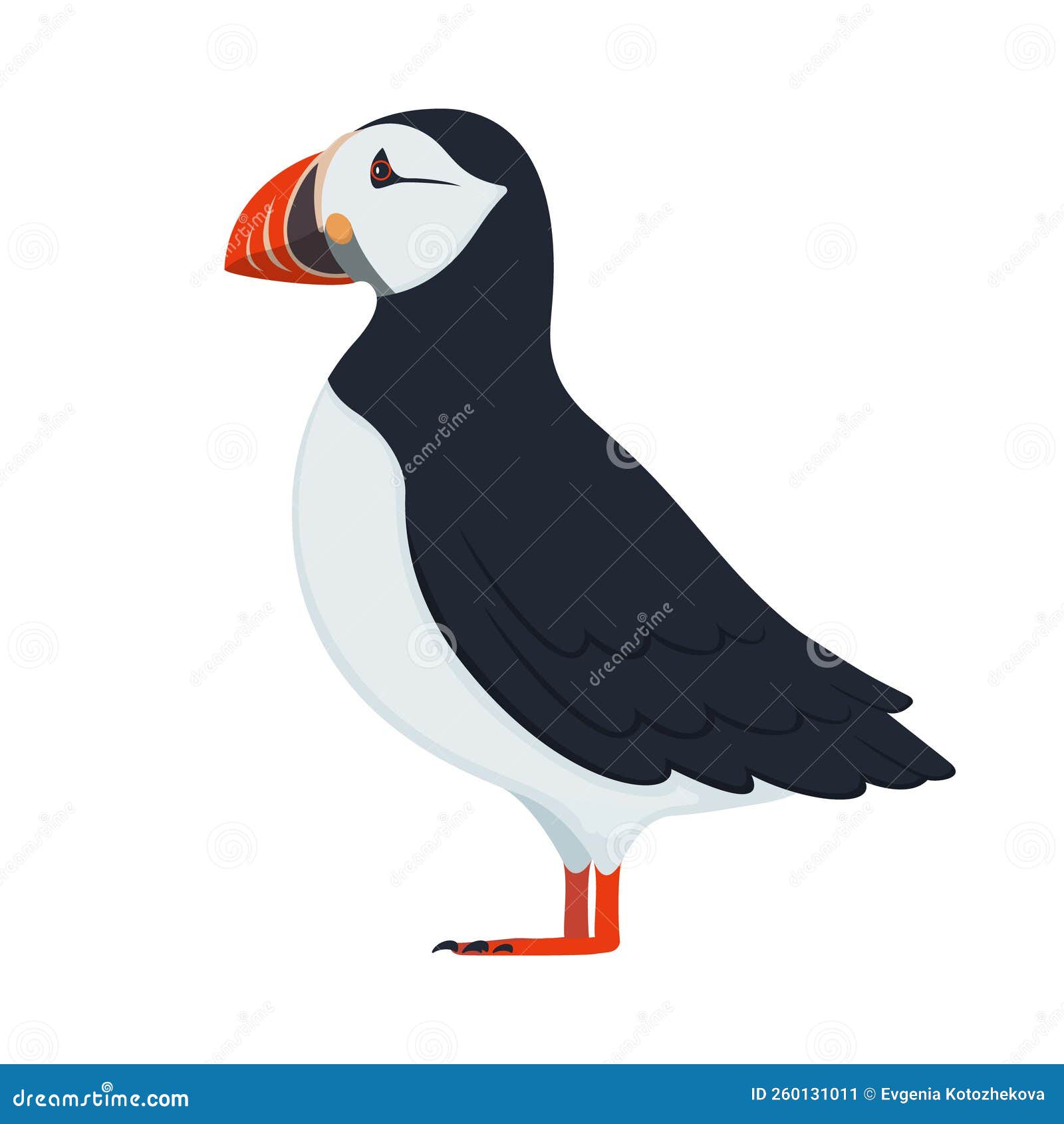 Vector puffin bird stock vector. Illustration of arctic - 260131011