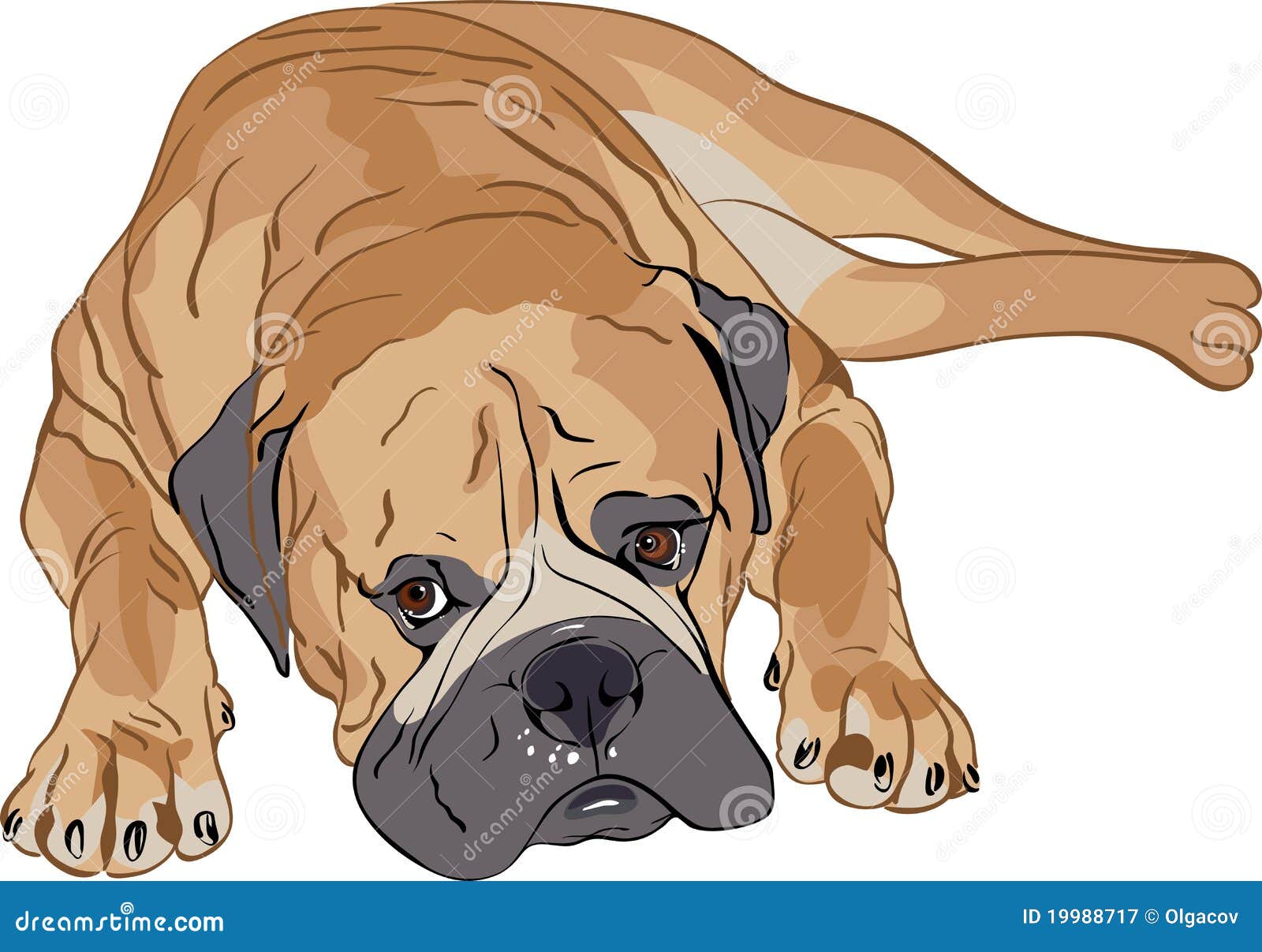 Vector Purebred Bullmastiff Stock Vector - Illustration of bullmastiff ...