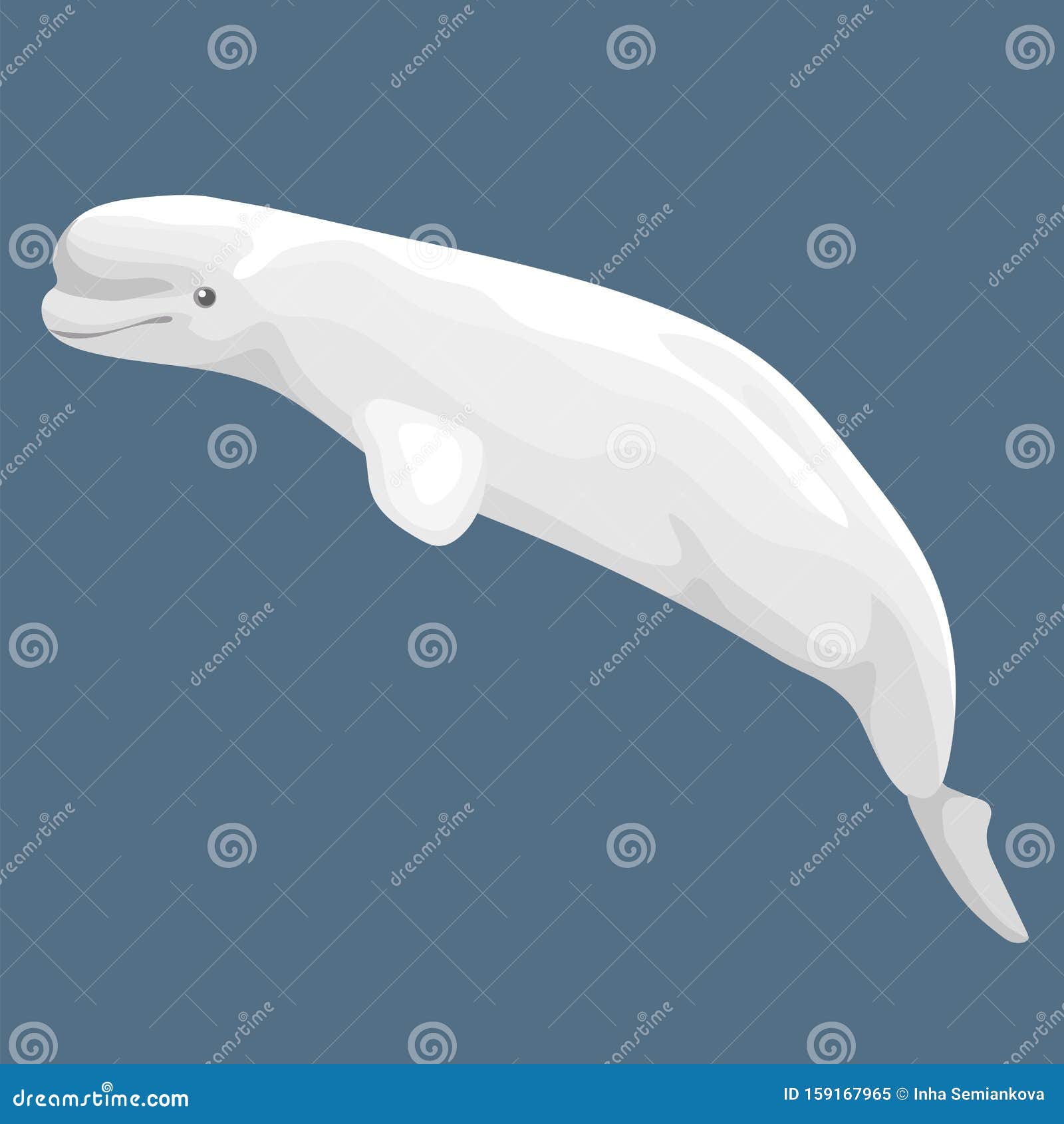 White Whale Flat Vector Illustration. Cute Beluga Minimalist Drawing ...