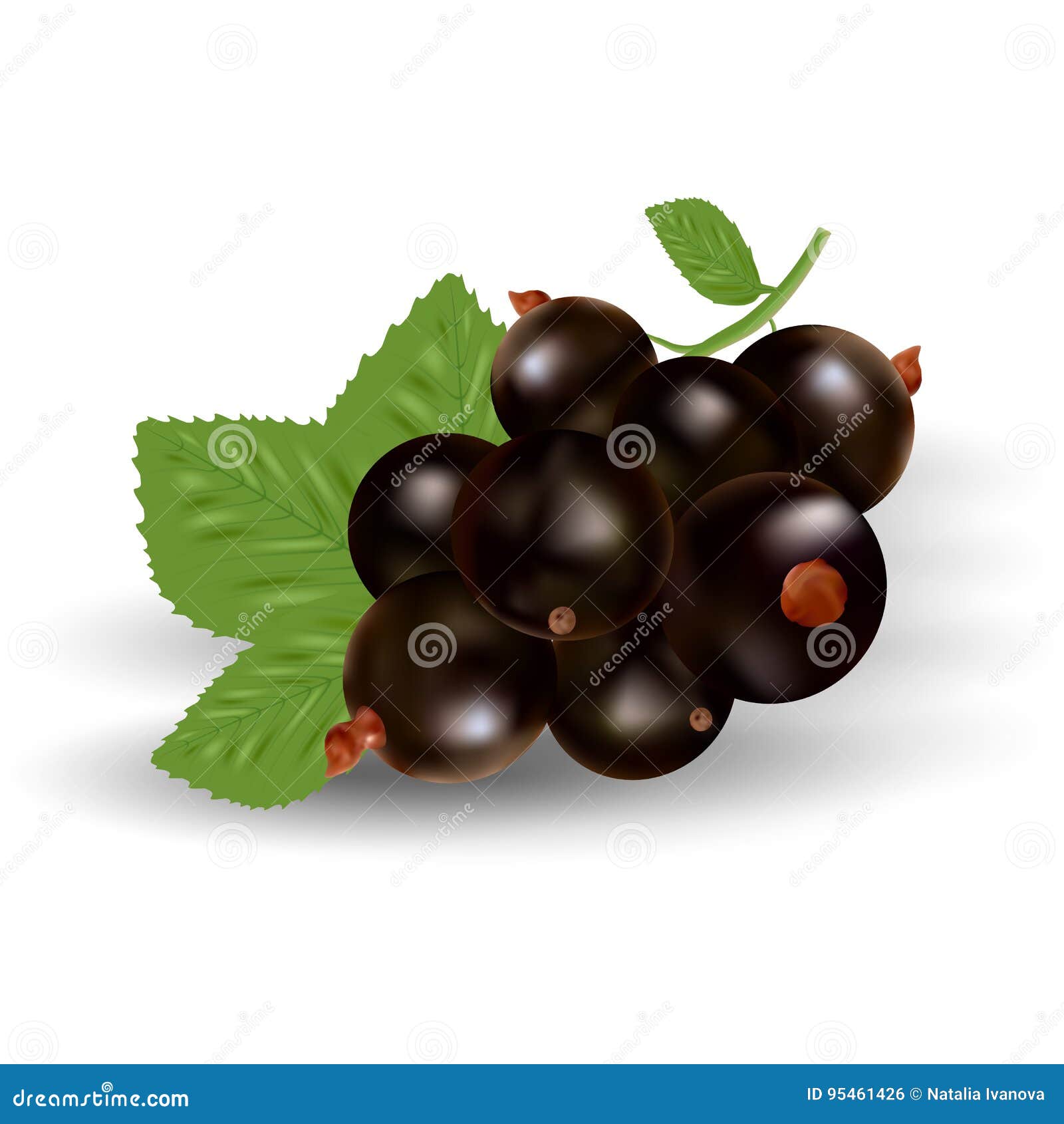 Vector Realistic Black Currant with Leaves Isolated on a White ...