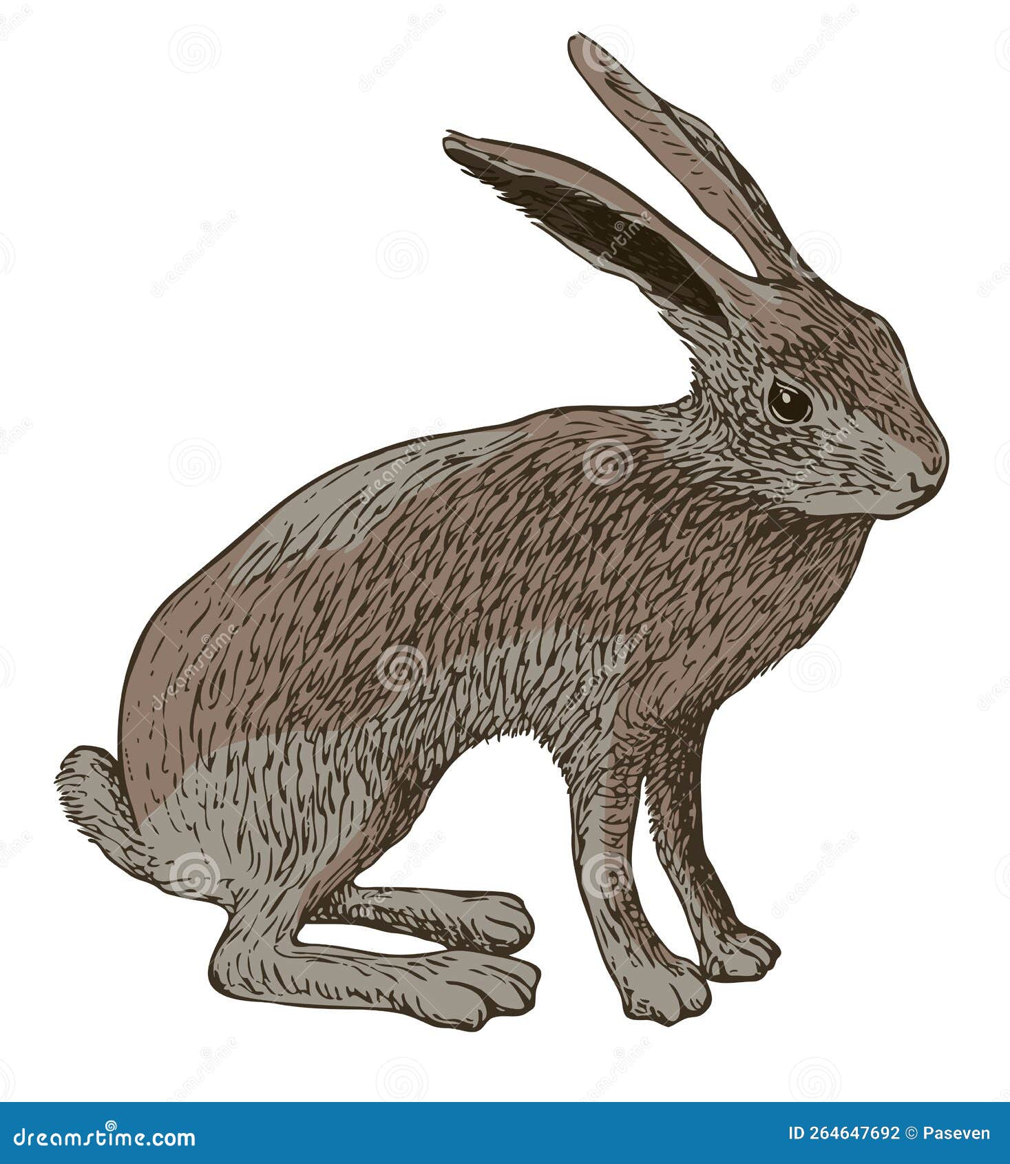Vector Realistic Drawing Sketch Wild Hare Tolai Stock Vector ...