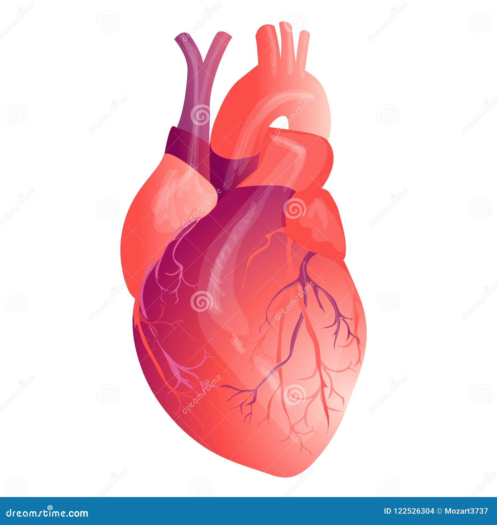 Vector Realistic Human Heart Stock Vector - Illustration of patient ...