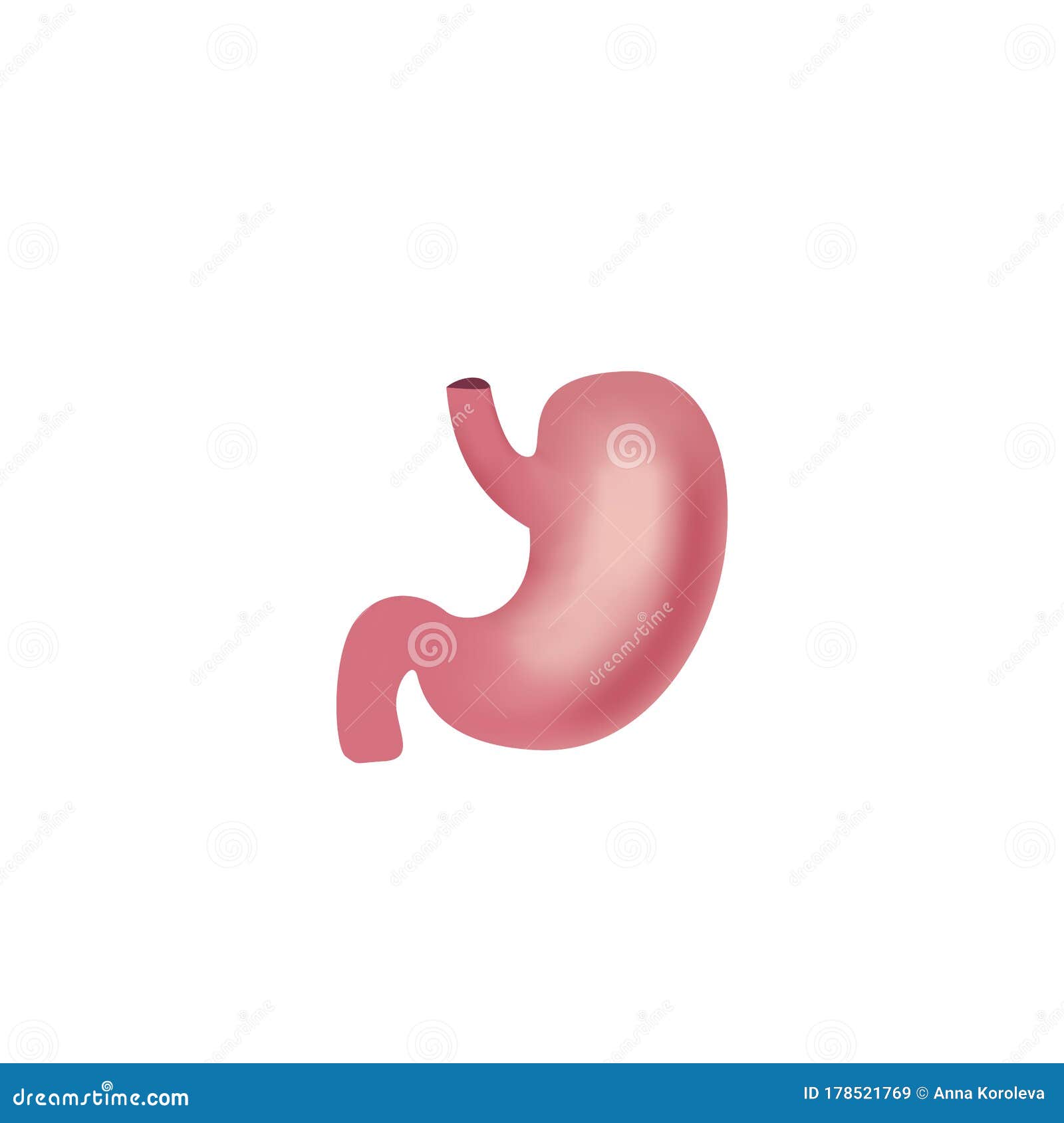 Vector Realistic Human Stomach Icon Isolated on White Background Stock ...