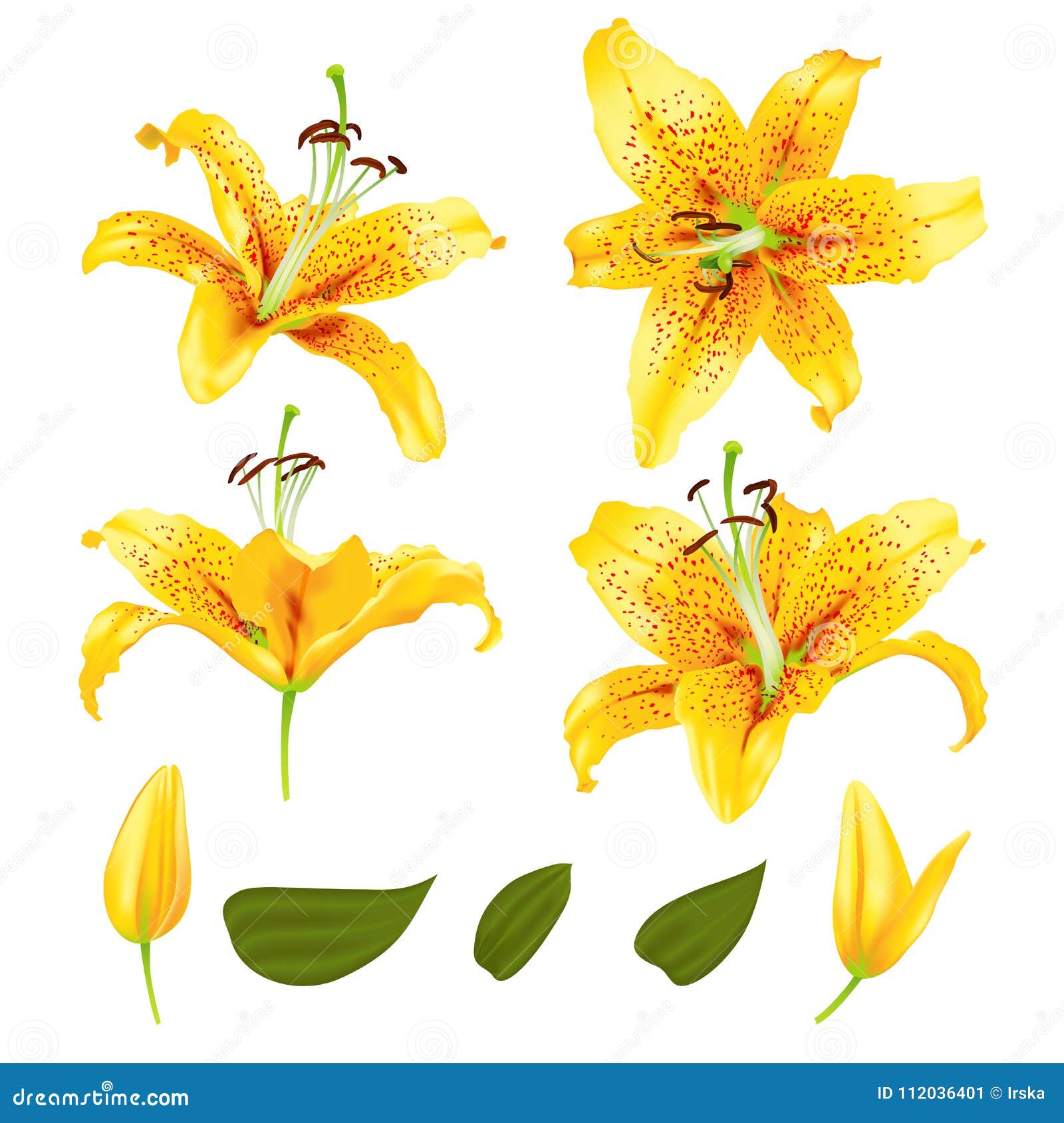 Vector Realistic Lily Flower Blossom Set Stock Vector - Illustration of ...
