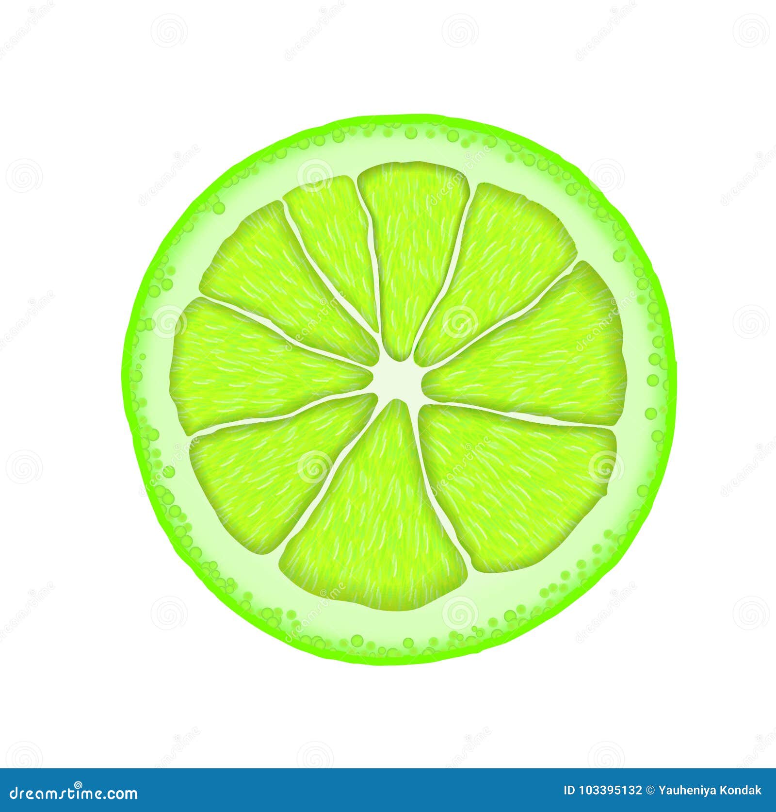 Vector Realistic Lime Slice. Illustration Of Citrus | CartoonDealer.com ...