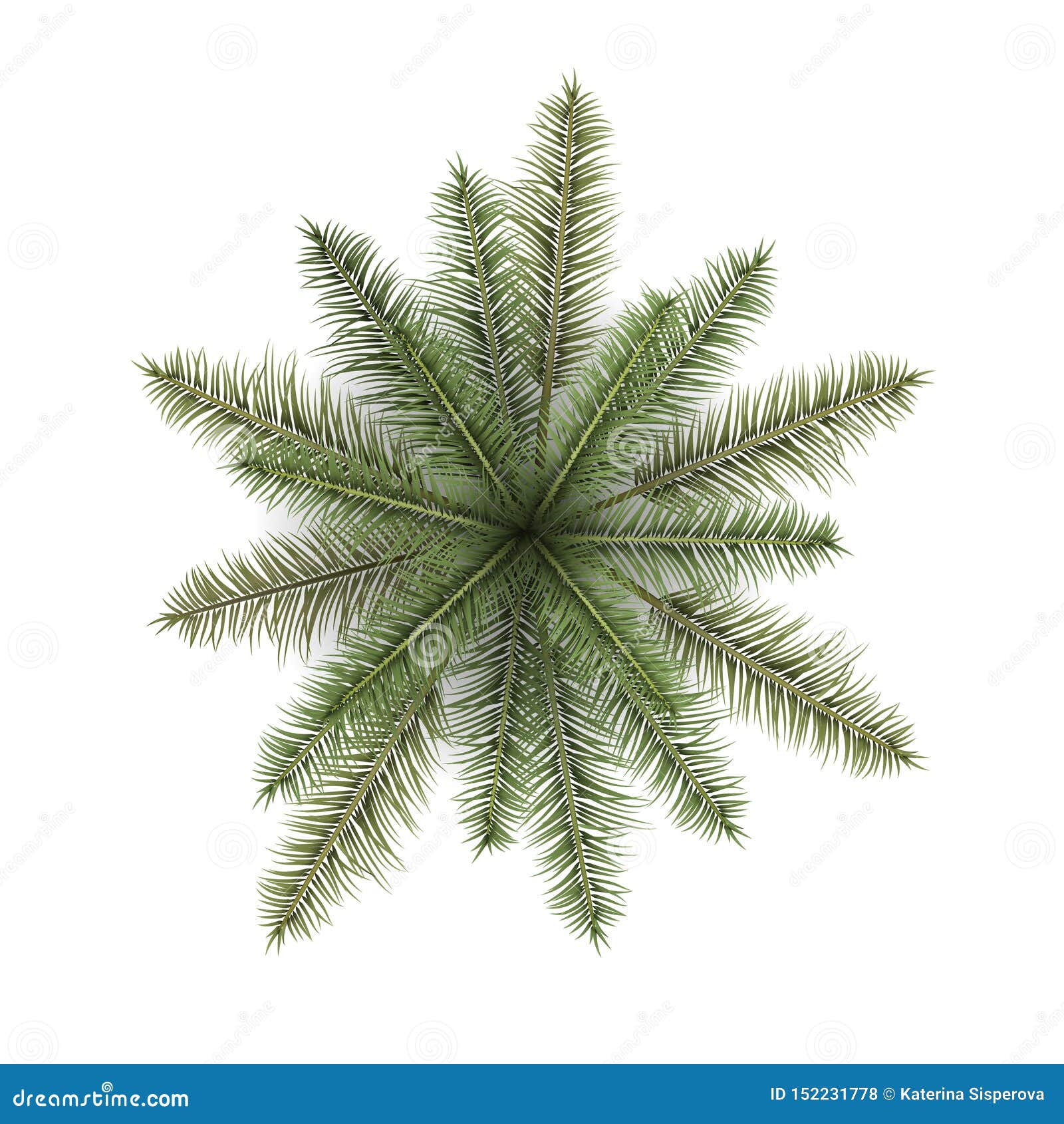 Vector Realistic Top View Illustration of Palm Tree Isolated on White ...