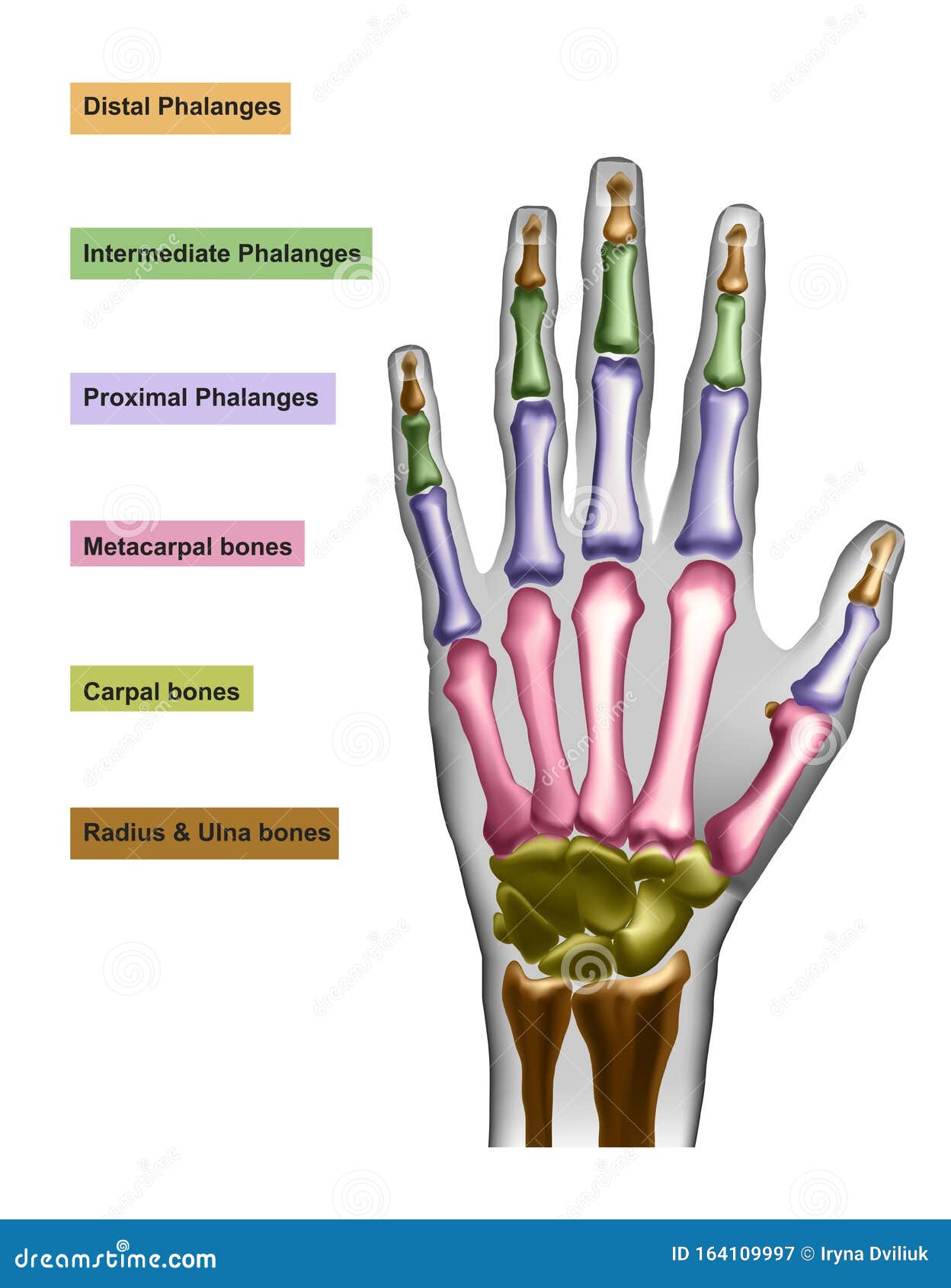 Hand Bones with Anotations for Learning or Medical Publications. Stock ...