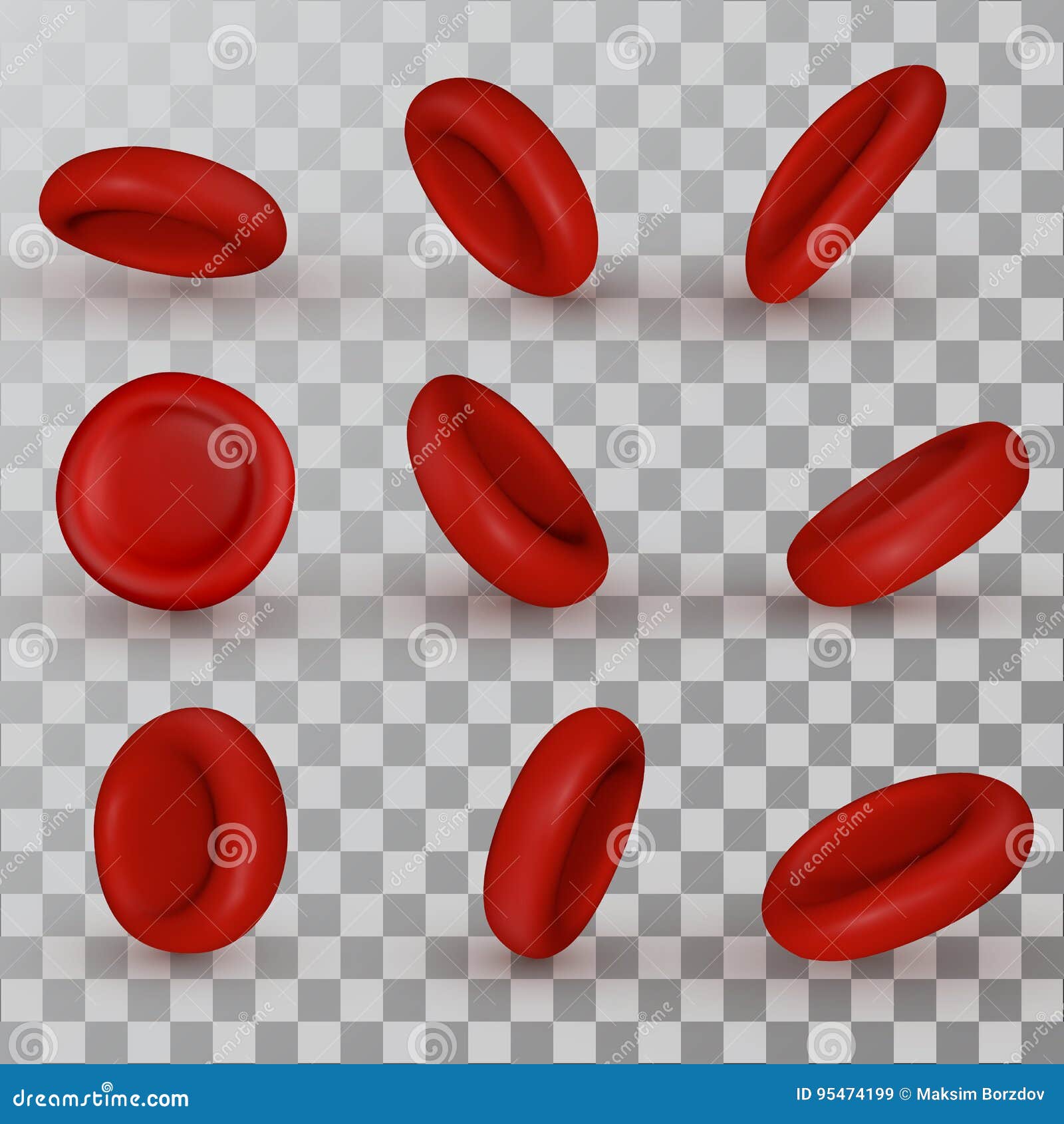 Red Blood Cell Life Cycle Medical Vector Illustration Diagram With ...