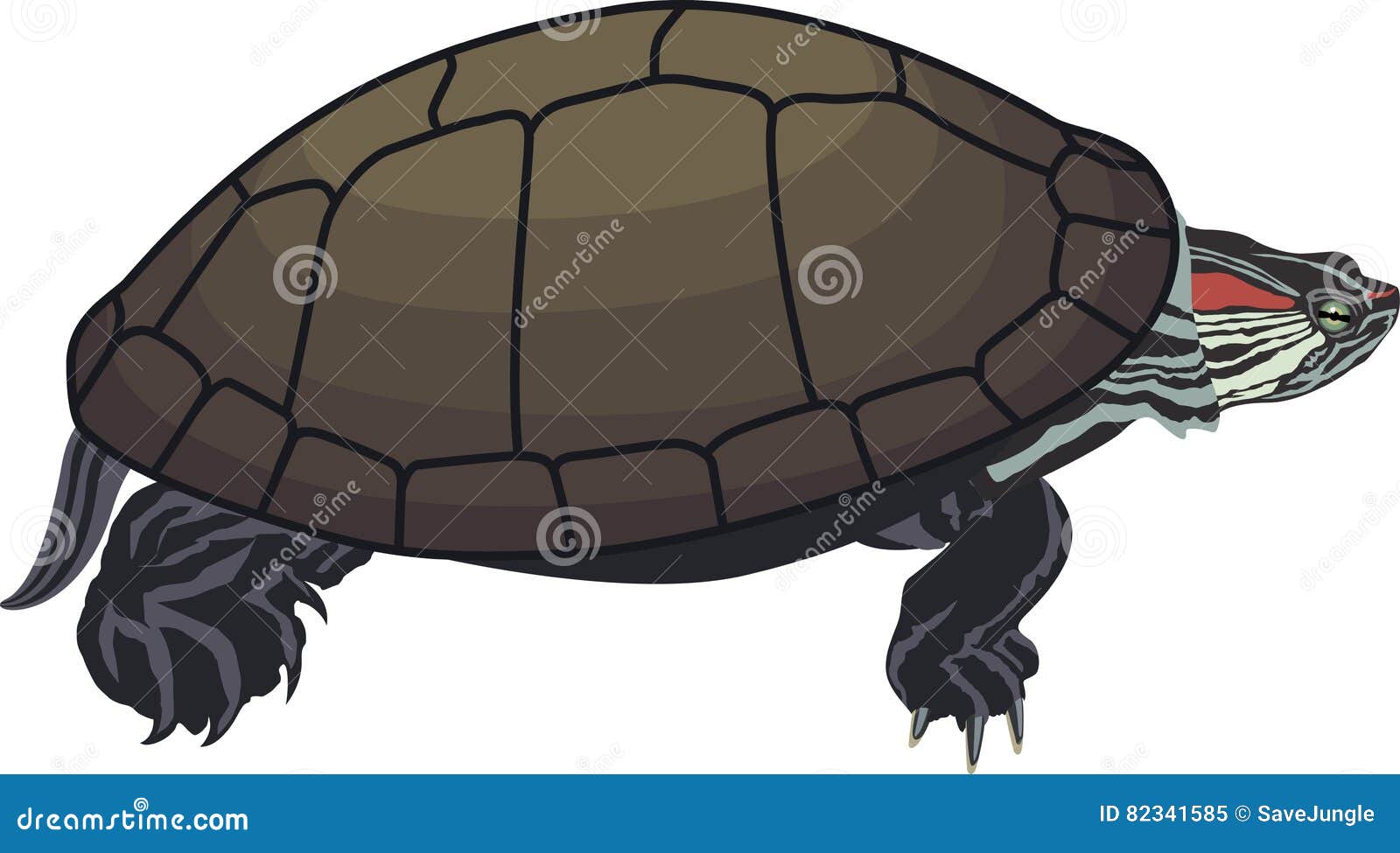Eared Red Slider Stock Illustrations – 24 Eared Red Slider Stock ...