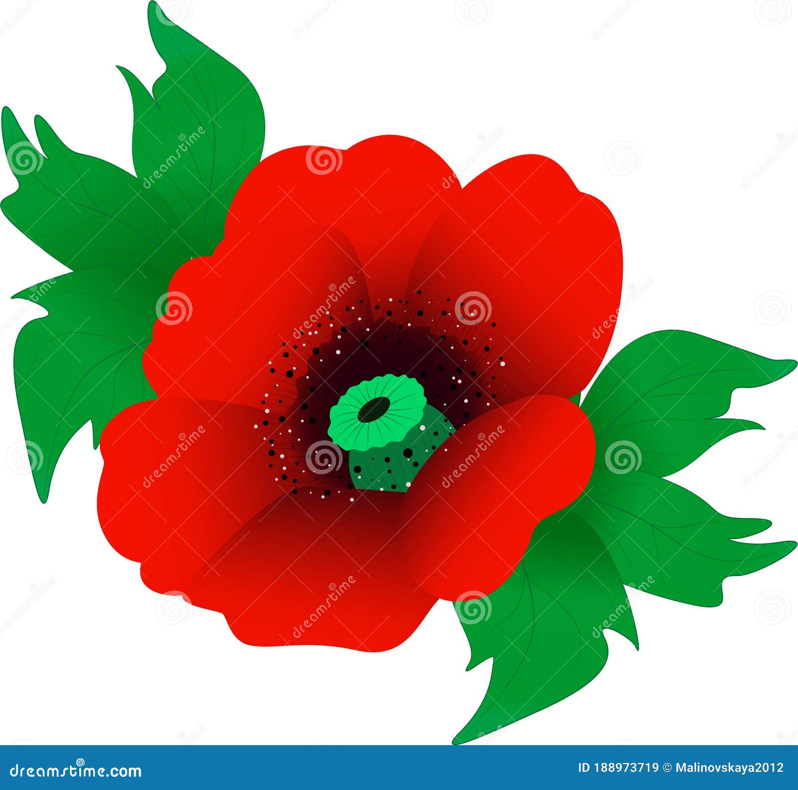Vector Red Poppy Flower Isolated on White Background Stock Illustration ...