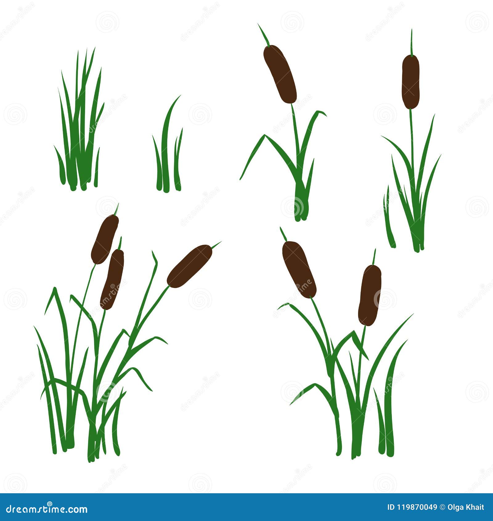 Vector Reed Mace Hand Draw. Stock Vector - Illustration of herb ...