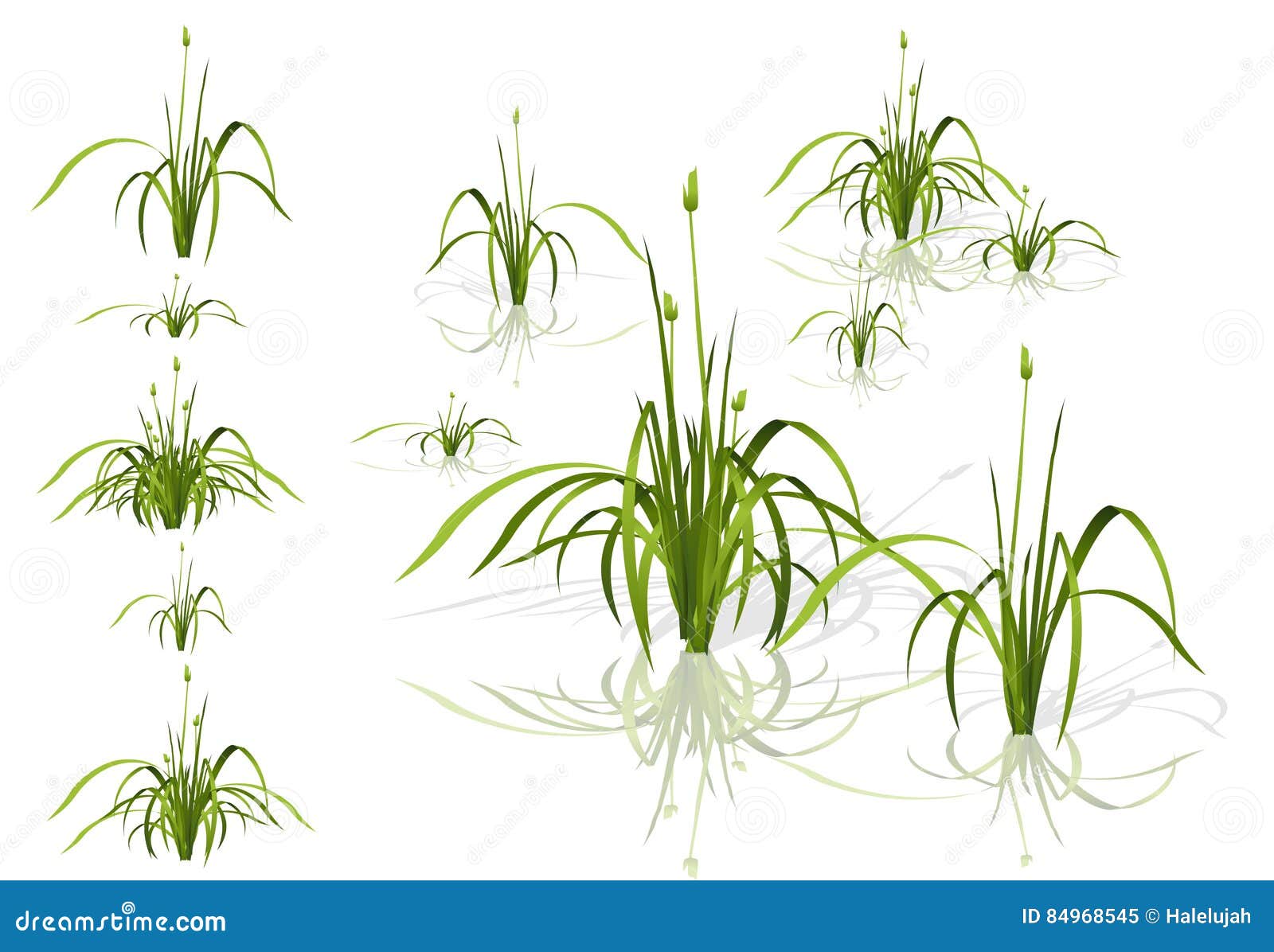 Vector Reed. Water Plants in Different Variants with Shadows. Stock ...