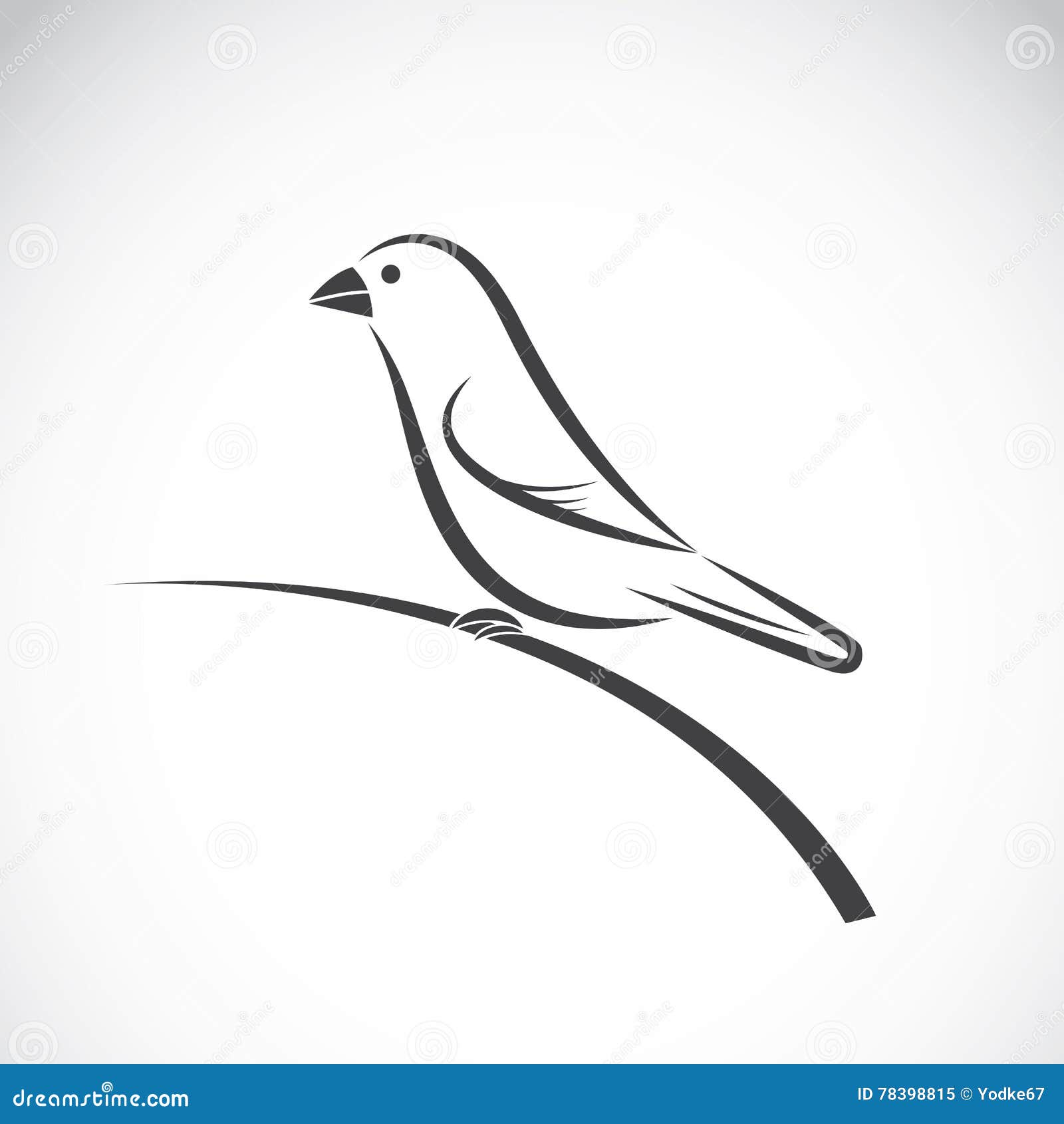 Vector of Ricebird on White Background. Stock Vector - Illustration of ...