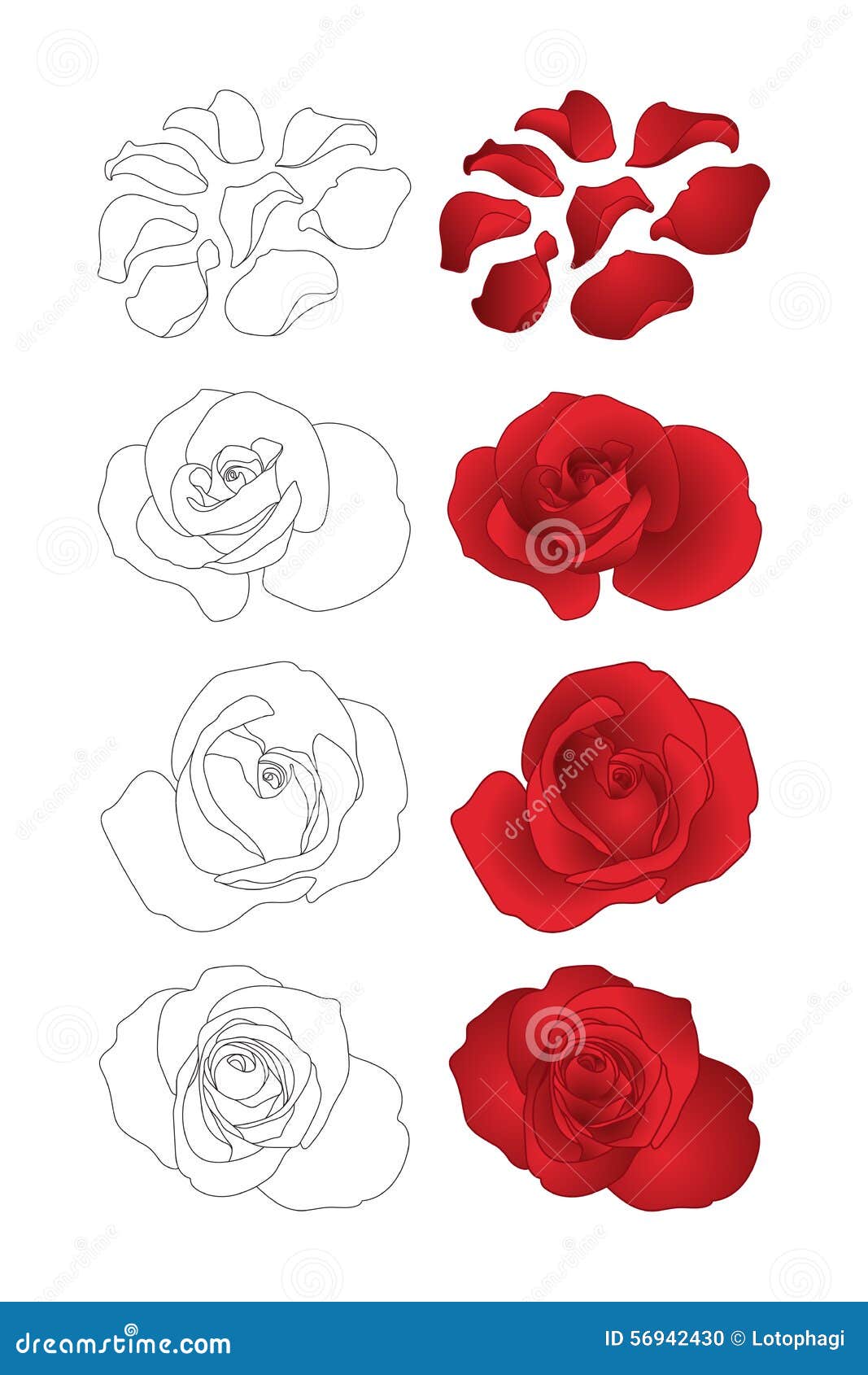 Vector roses set stock vector. Illustration of floral - 56942430