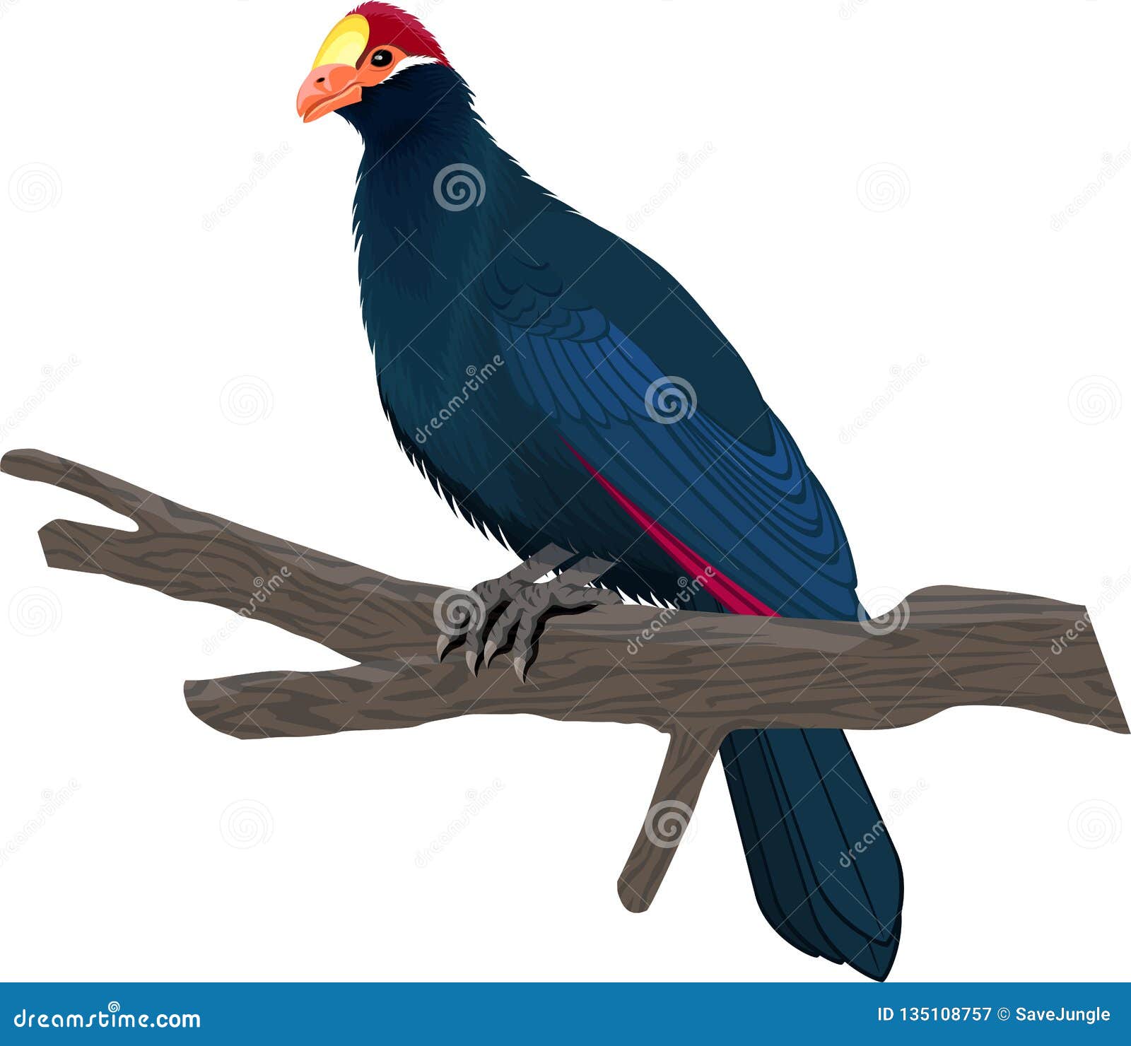Vector Ross`s Turaco or Lady Ross`s Turaco Stock Vector - Illustration ...