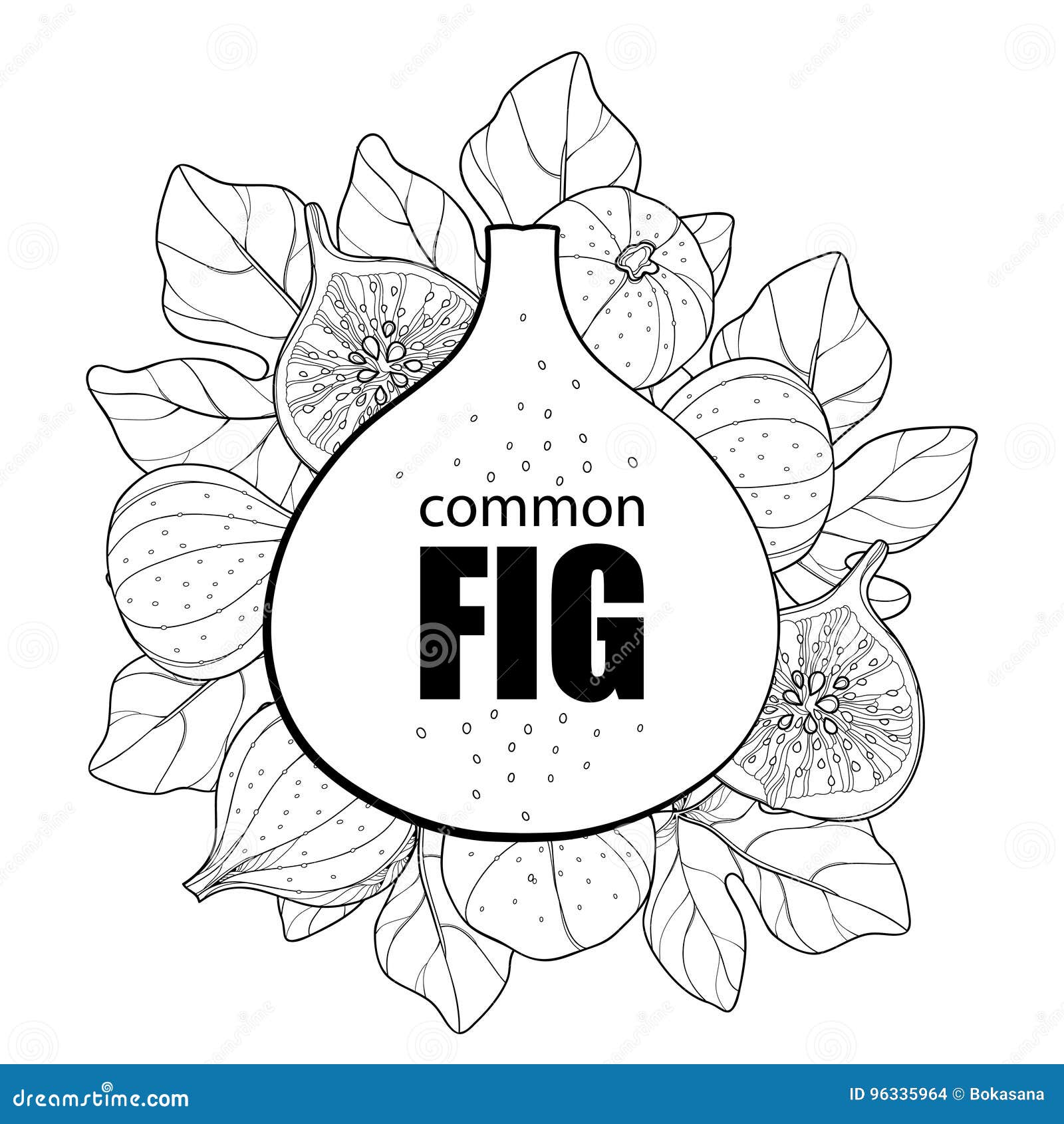 Common Fig Or Ficus Carica, Vintage Engraving Cartoon Vector ... Common Fig Or Ficus Carica, Vintage Engraving Cartoon Vector ...