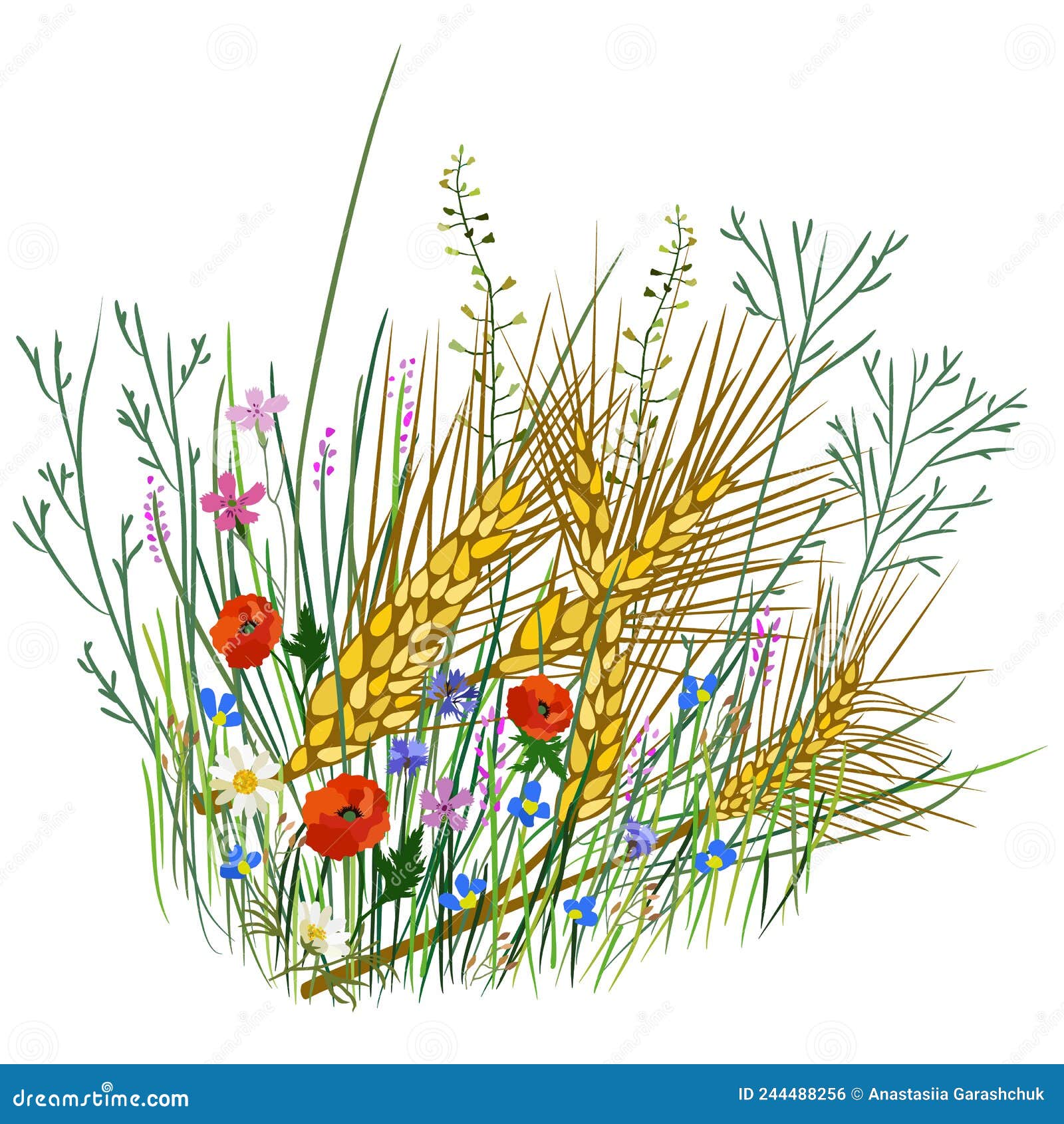 Vector Isolated Illustration of Wheat, Grass and Wild Flowers. Stock ...