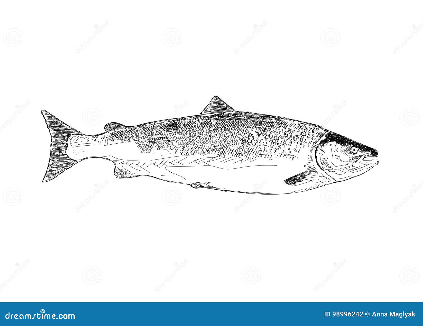 Salmon Fish. Hand Drawn Illustration Stock Vector - Illustration of ...
